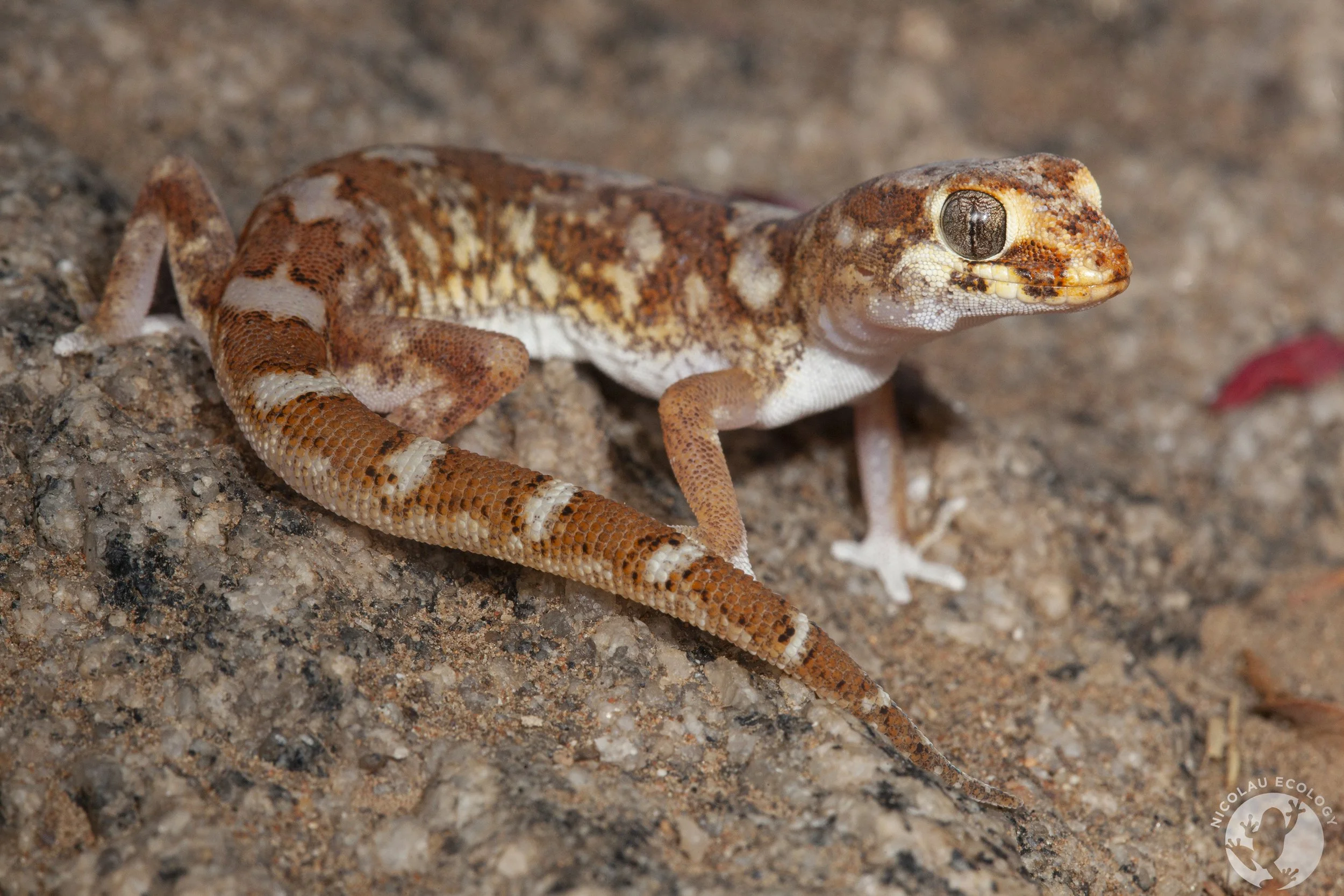 Gecko Gallery — NICOLAU ECOLOGY