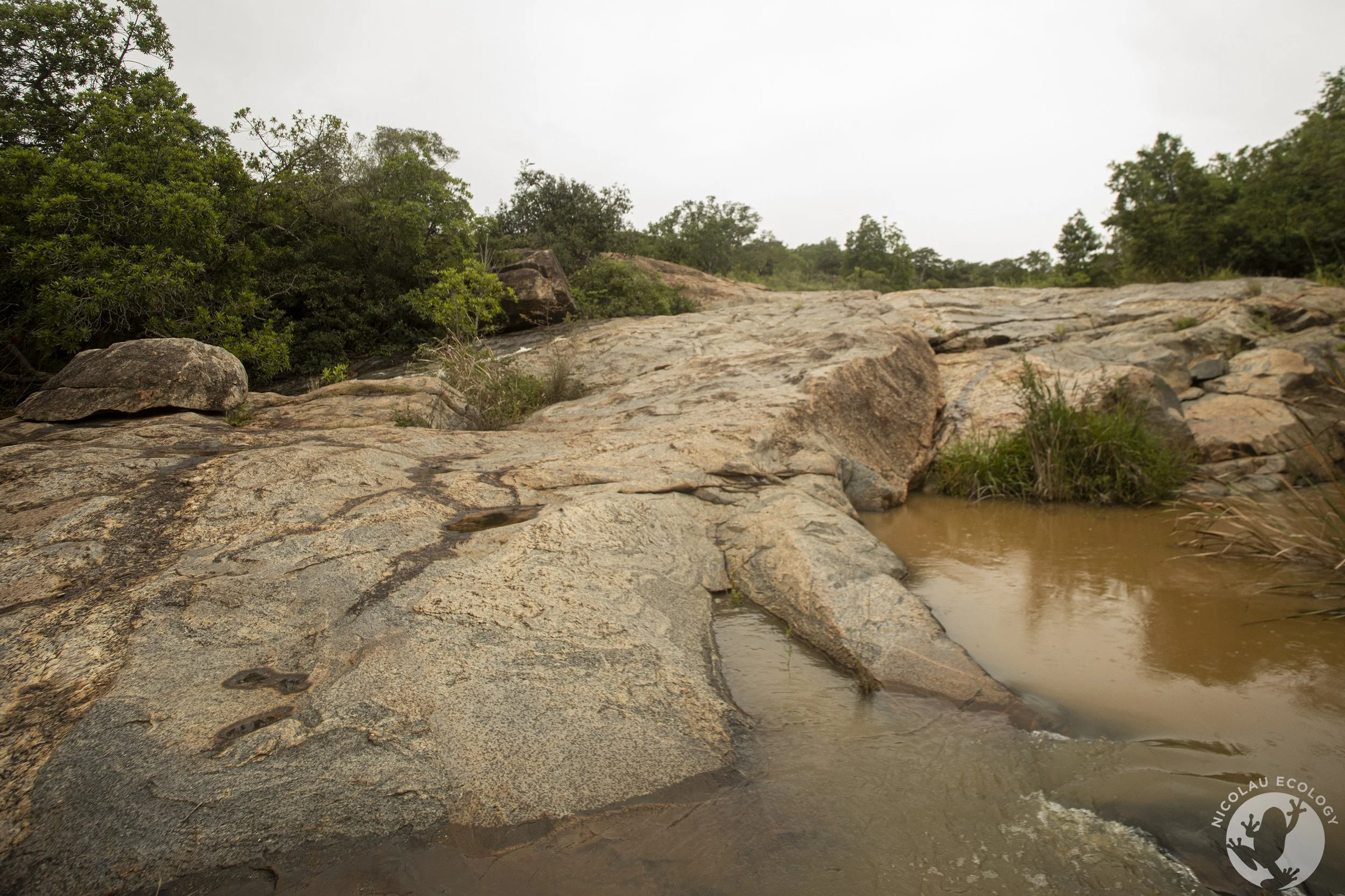 Phrynobatrachus natalensis - Snoring Puddle Frog — NICOLAU ECOLOGY