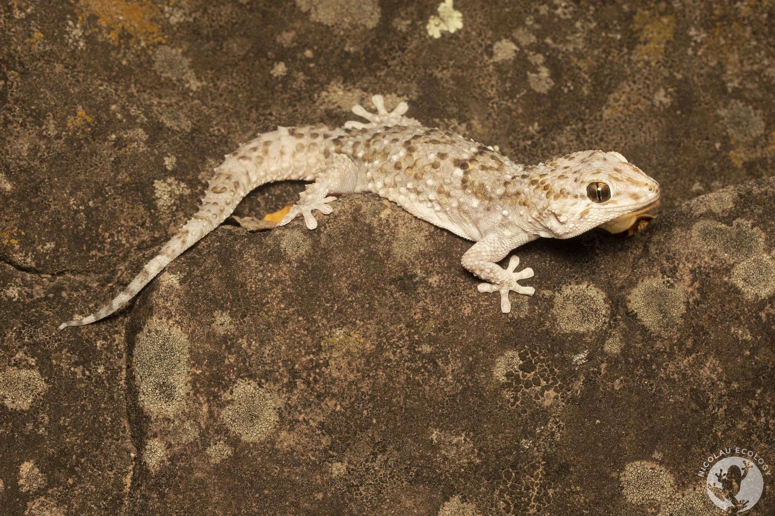 Gecko Gallery — NICOLAU ECOLOGY