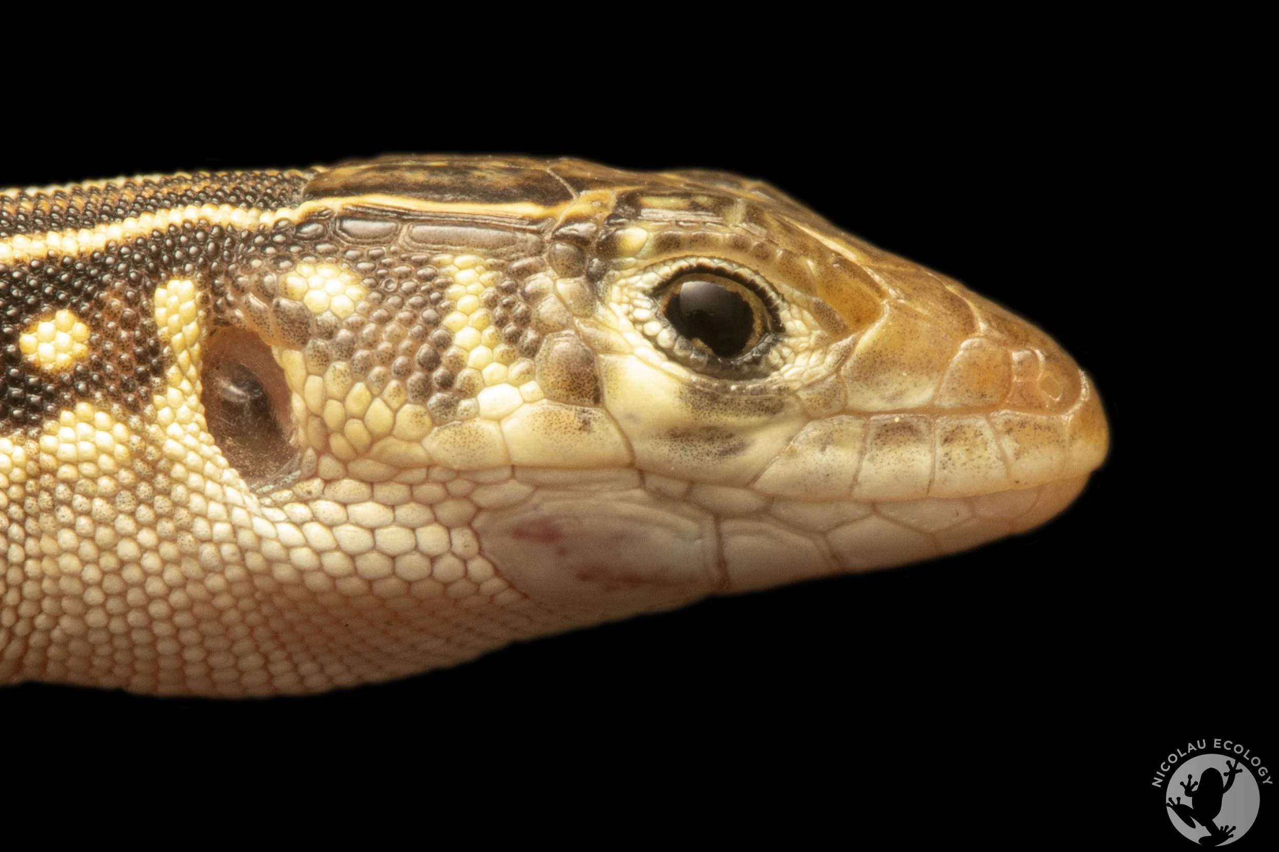 Nucras holubi - Holub's Sandveld Lizard — NICOLAU ECOLOGY