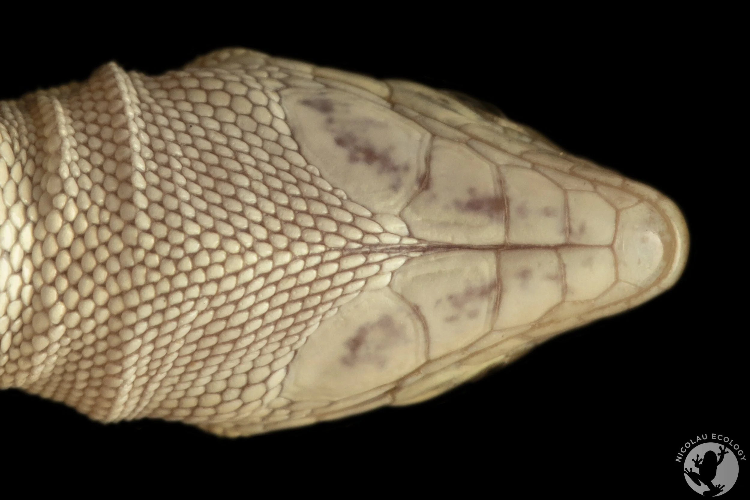 Nucras holubi - Holub's Sandveld Lizard — NICOLAU ECOLOGY