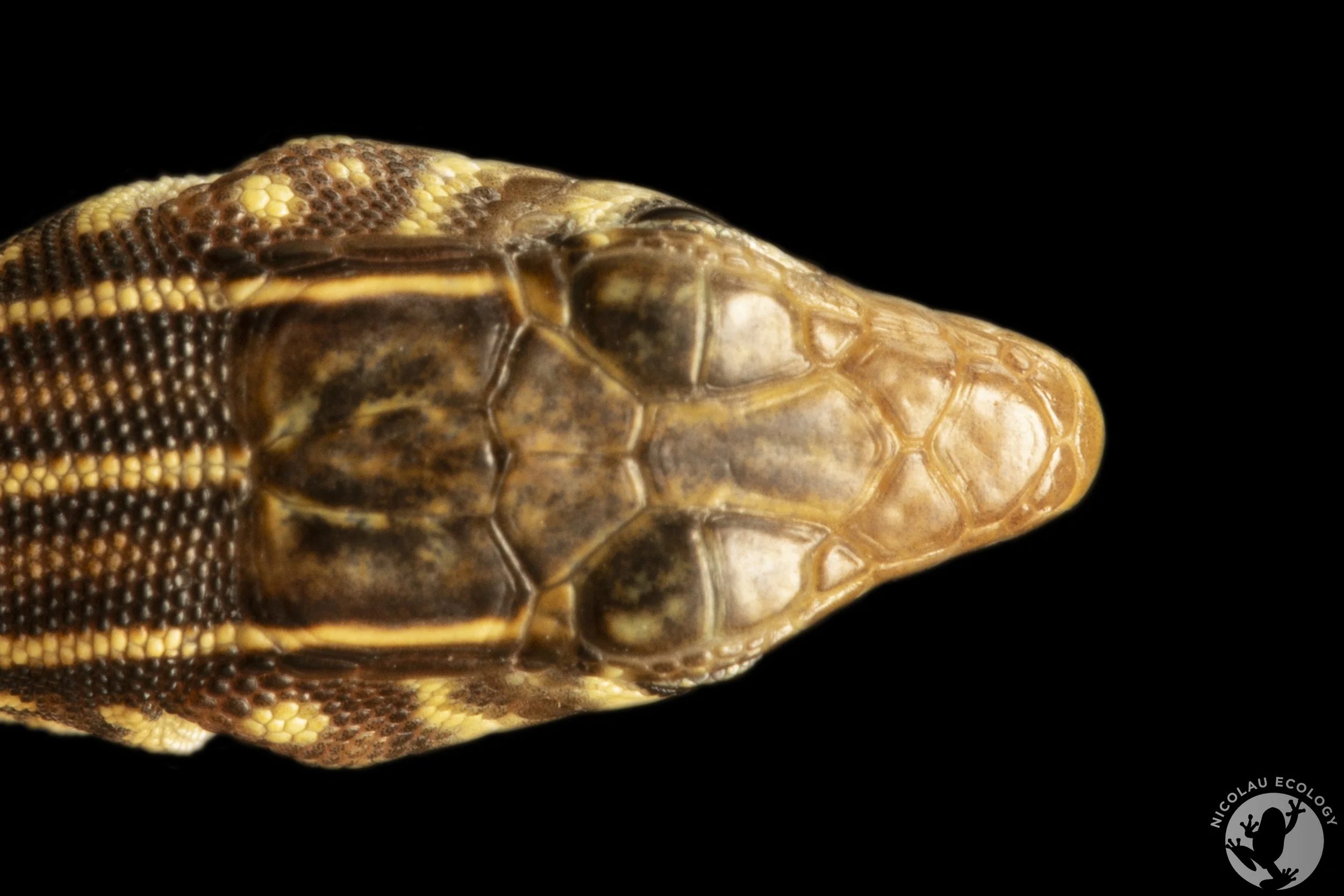 Nucras holubi - Holub's Sandveld Lizard — NICOLAU ECOLOGY