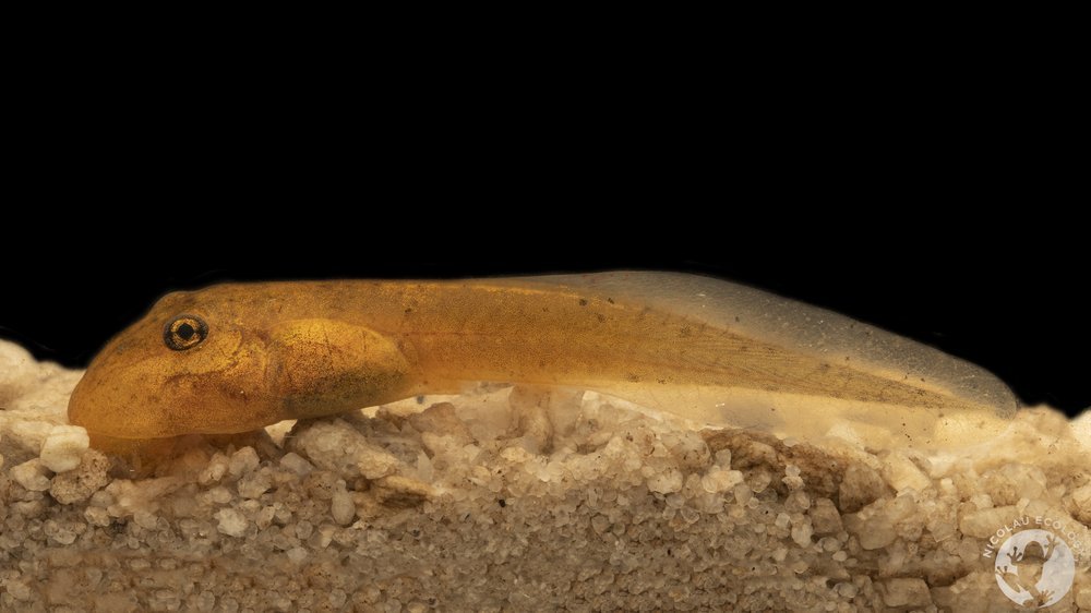 New Paper: Notes on lung development in South African ghost frogs ...