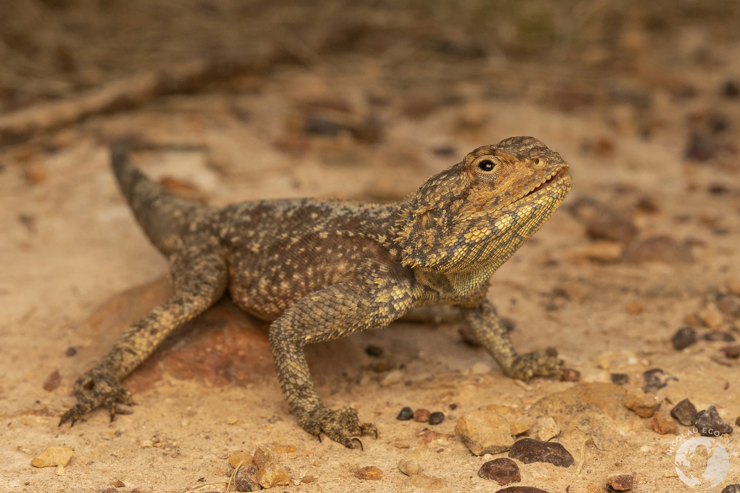 Agama — Lizards — NICOLAU ECOLOGY