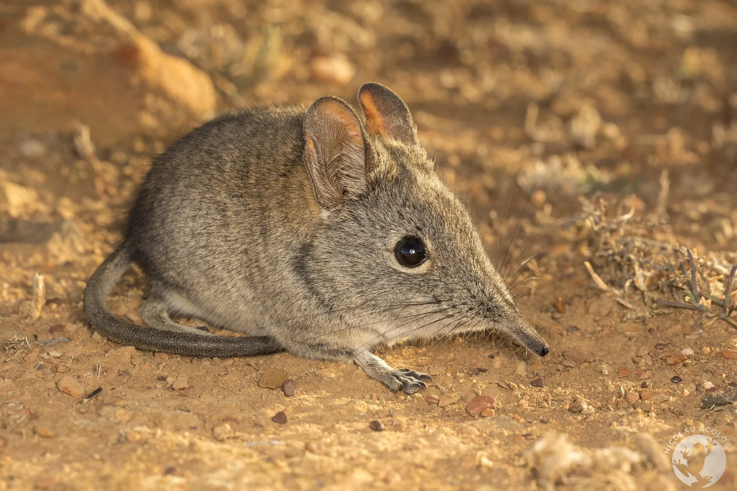 Mammal Gallery — NICOLAU ECOLOGY