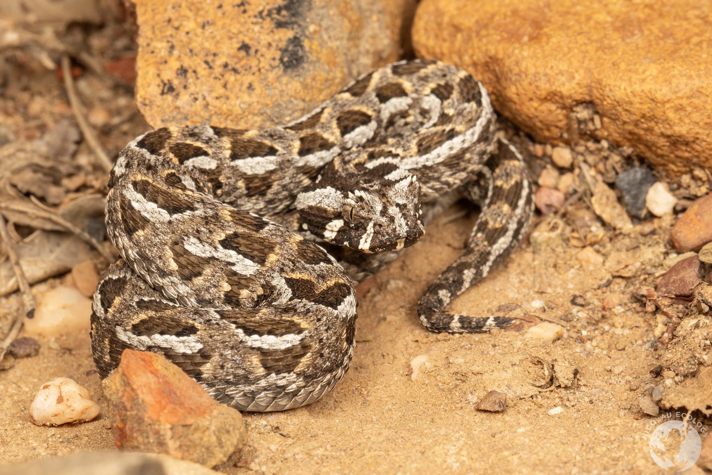 Bitis rubida — NICOLAU ECOLOGY