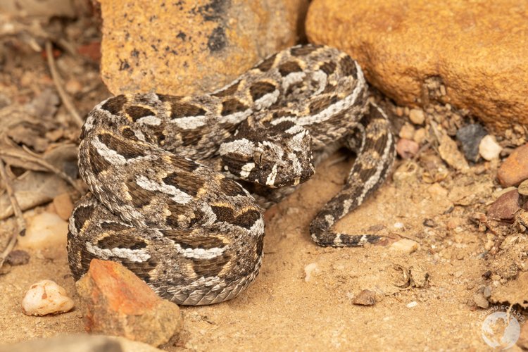 Bitis rubida — NICOLAU ECOLOGY
