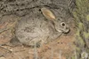 Bunolagus monticularis - Riverine Rabbit — NICOLAU ECOLOGY