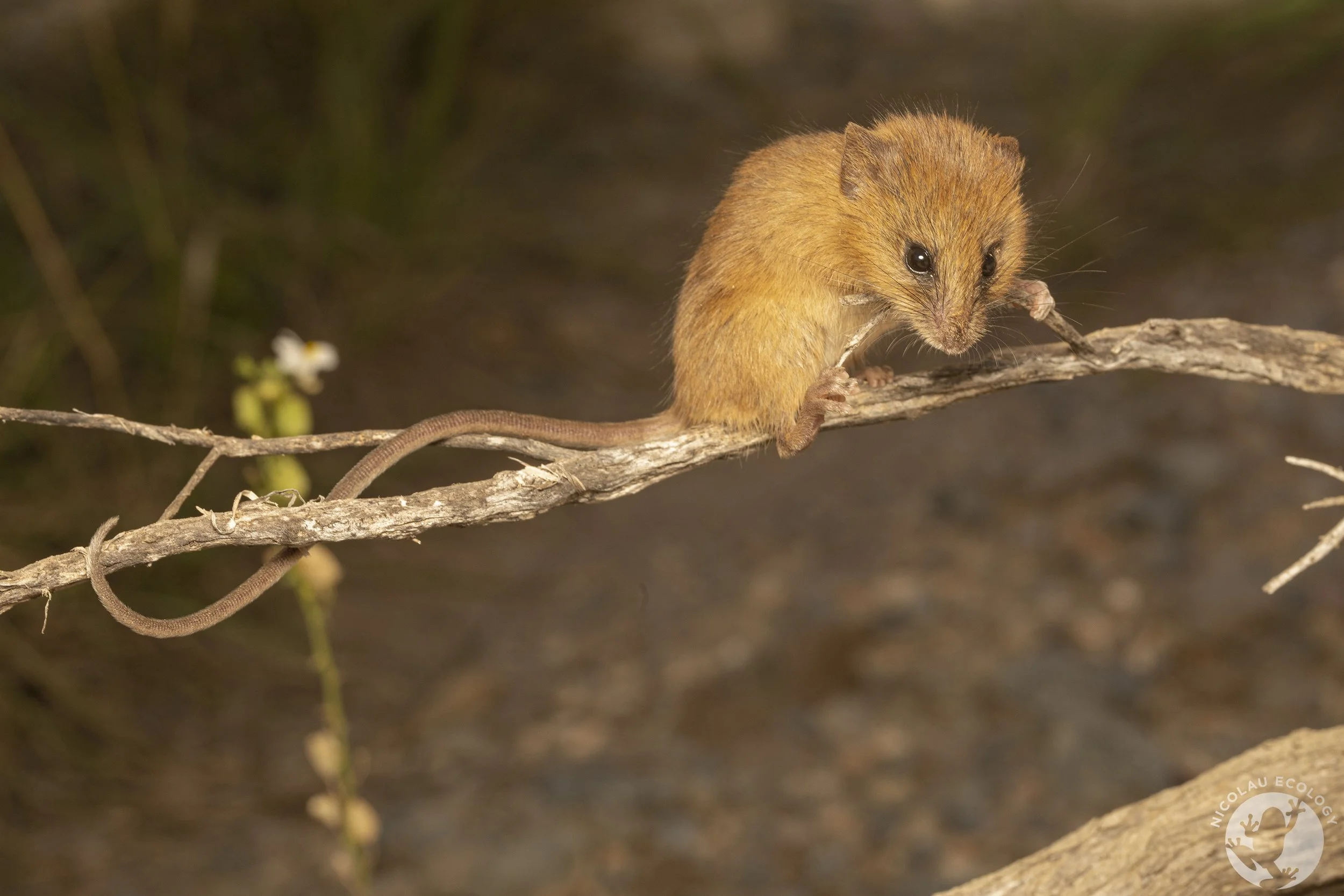 Dendromus mesomelas - Brant's Climbing Mouse — NICOLAU ECOLOGY