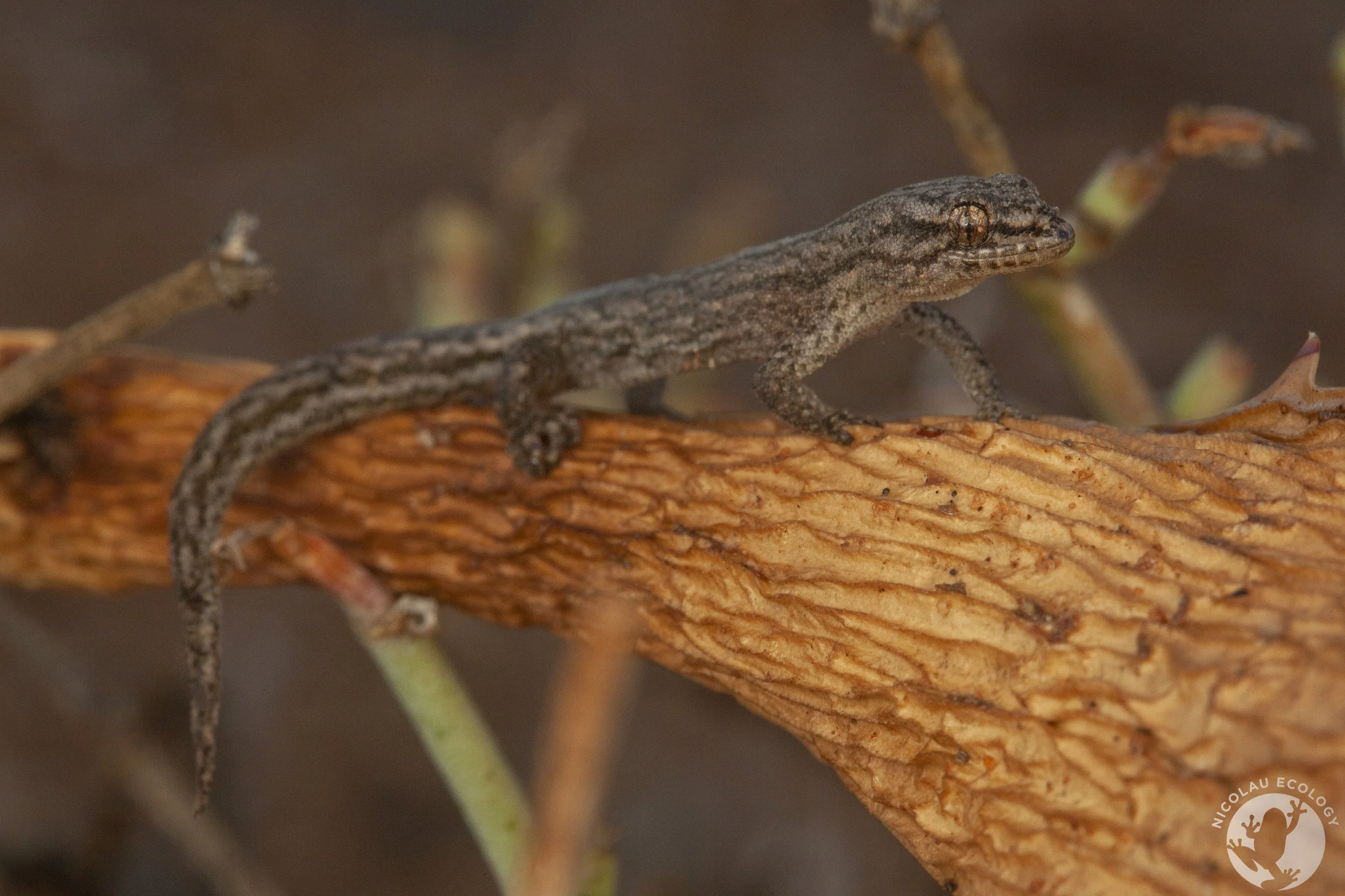 Pachydactylus geitje - Ocellated gecko — NICOLAU ECOLOGY