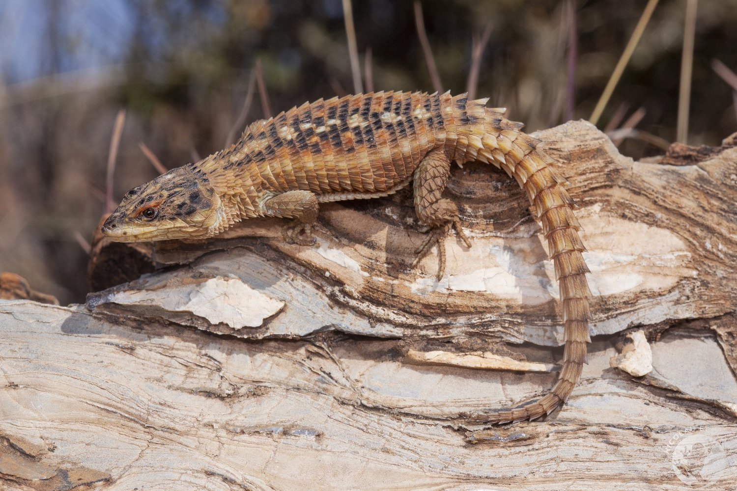 Cordylus vittifer - Transvaal Girdled Lizard — NICOLAU ECOLOGY