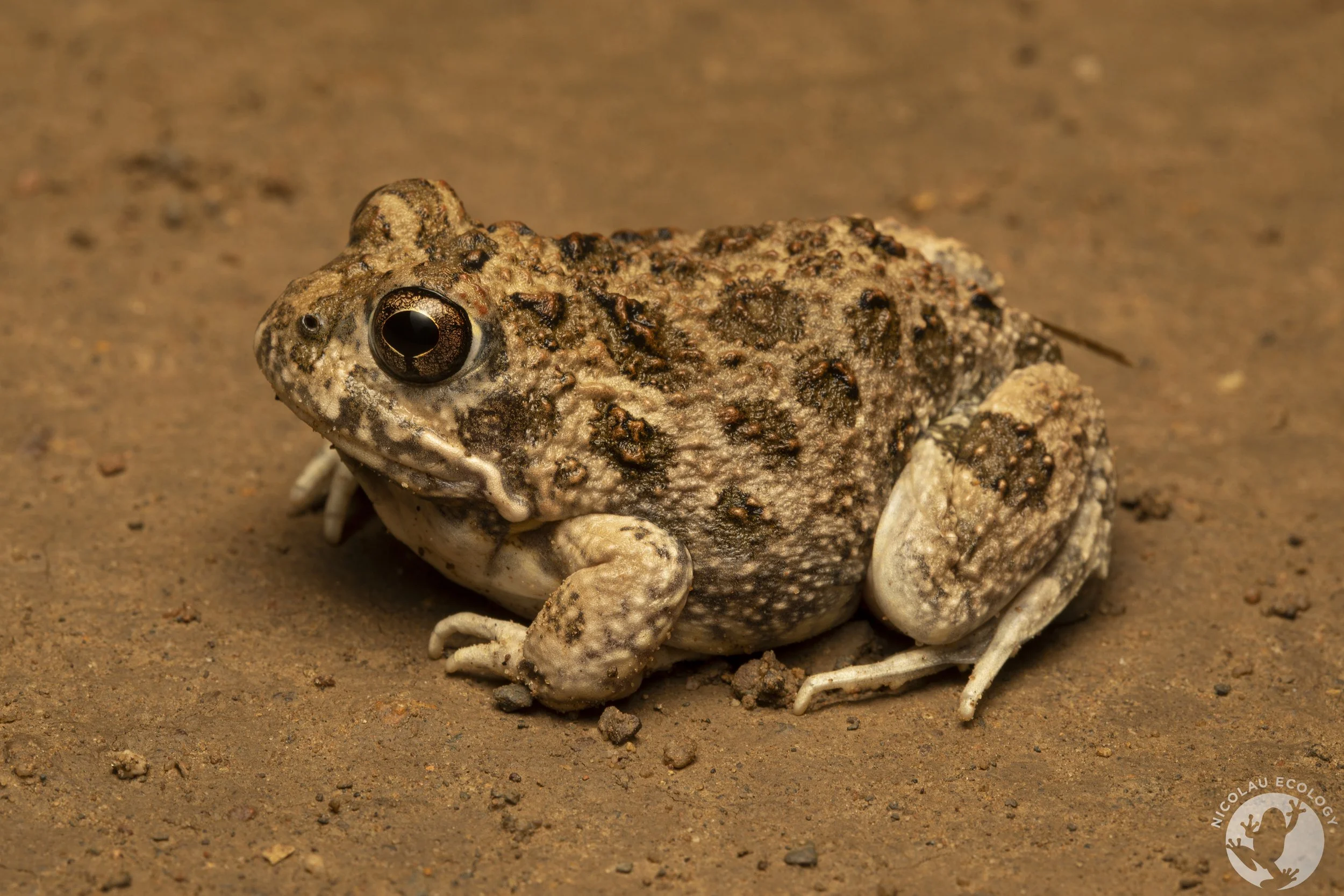 Tomopterna tandyi - Tandy's Sand Frog — NICOLAU ECOLOGY