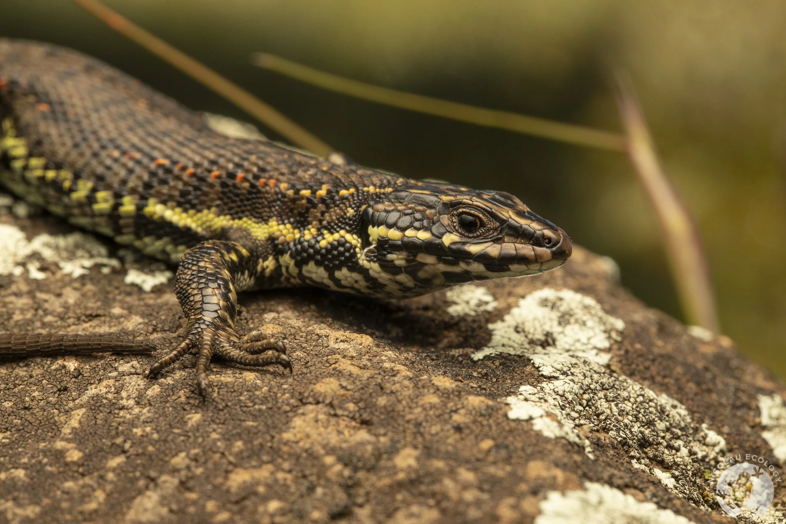 Tropidosaura cottrelli - Cottrell's Mountain Lizard — NICOLAU ECOLOGY