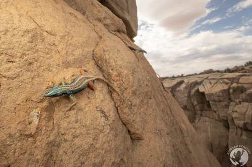 Platysaurus broadleyi - Augrabies Flat Lizard — NICOLAU ECOLOGY
