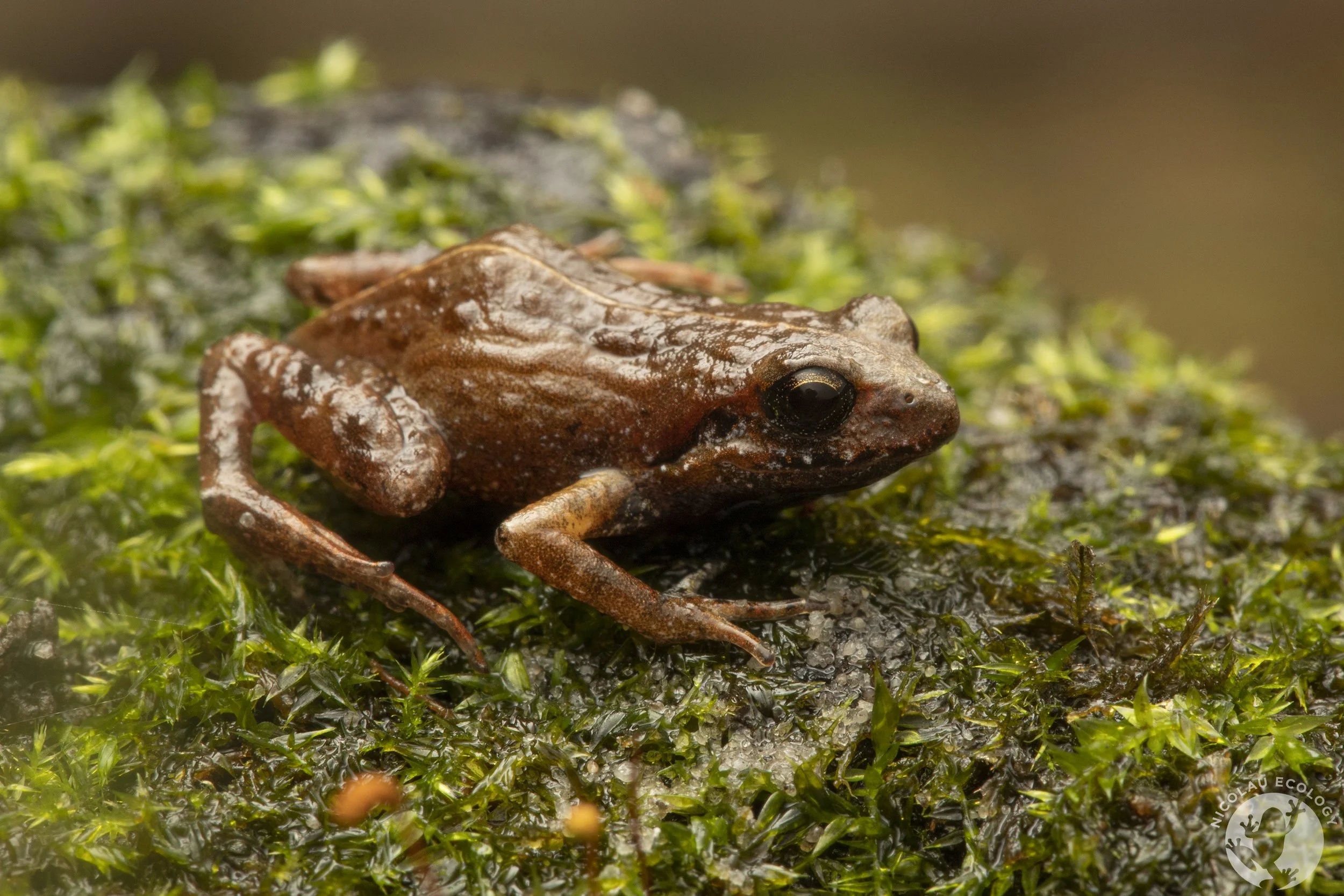 Arthroleptella villiersi - De Villiers' Moss Frog — NICOLAU ECOLOGY