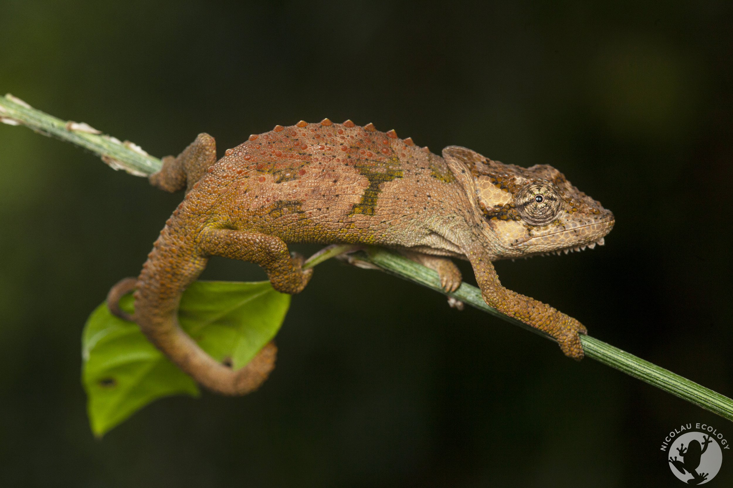 Bradypodion caffrum - Pondo Dwarf Chameleon — NICOLAU ECOLOGY