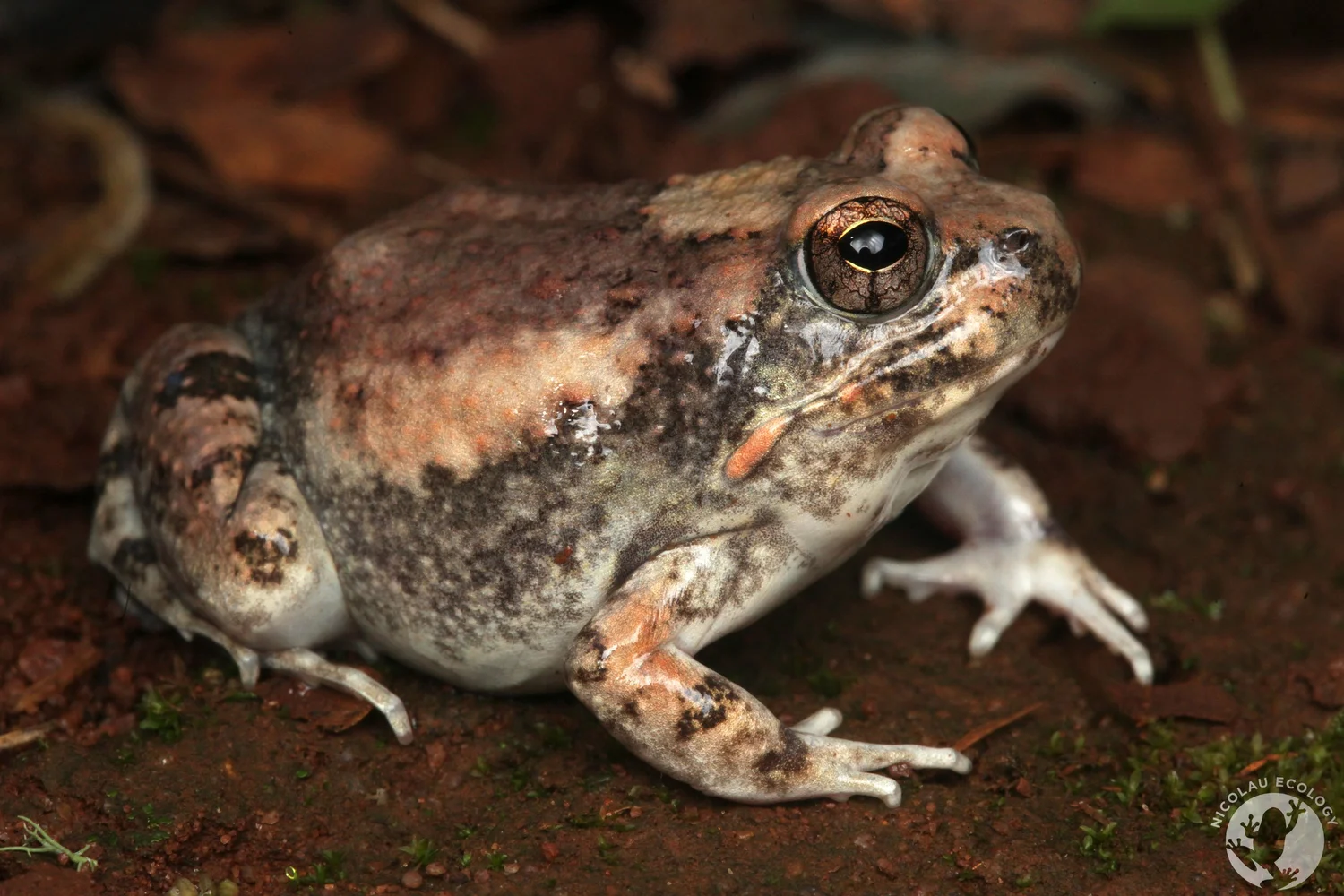 Tomopterna marmorata - Marbled Sand Frog — NICOLAU ECOLOGY