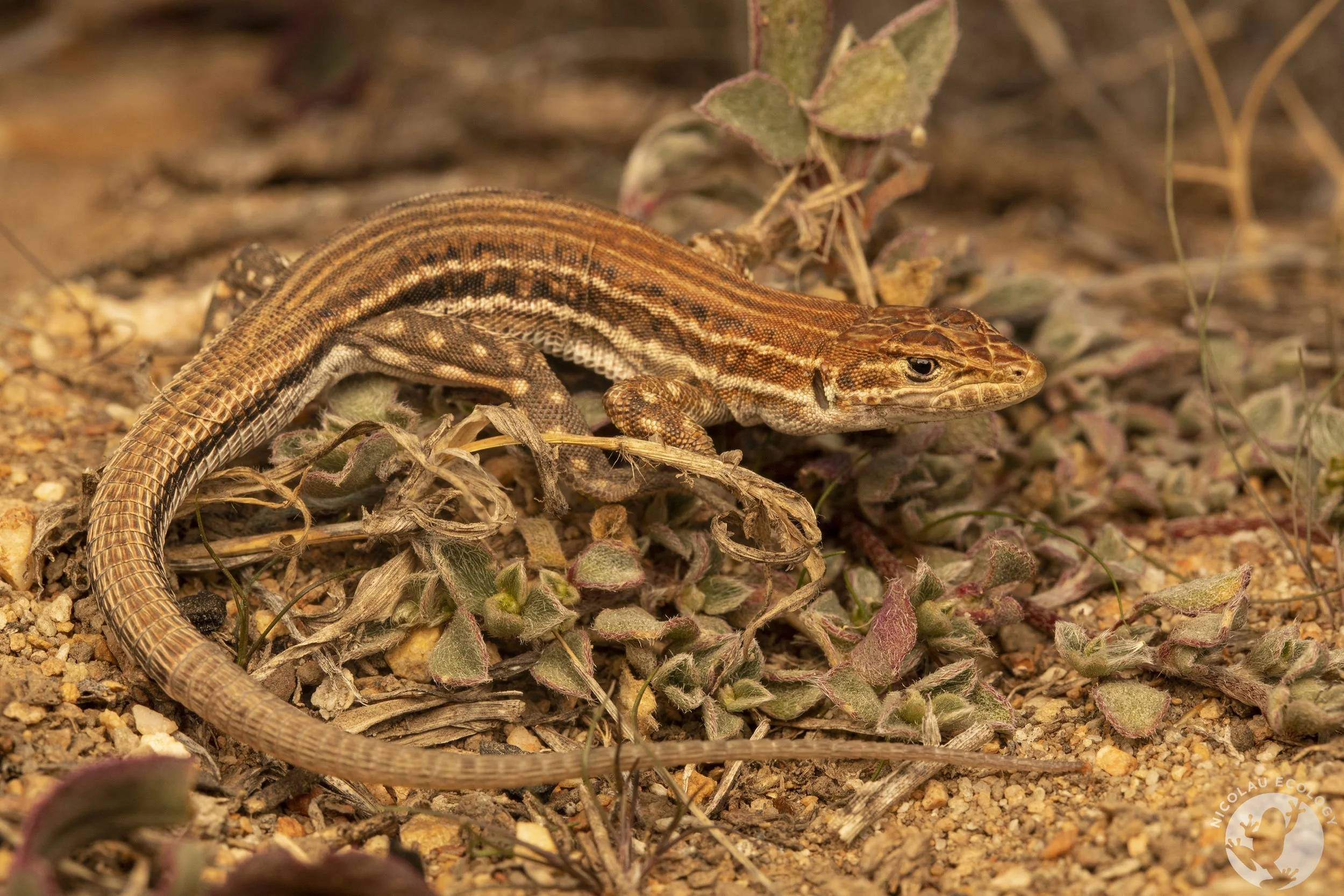 Pedioplanis burchelli - Burchell's Sand Lizard — NICOLAU ECOLOGY