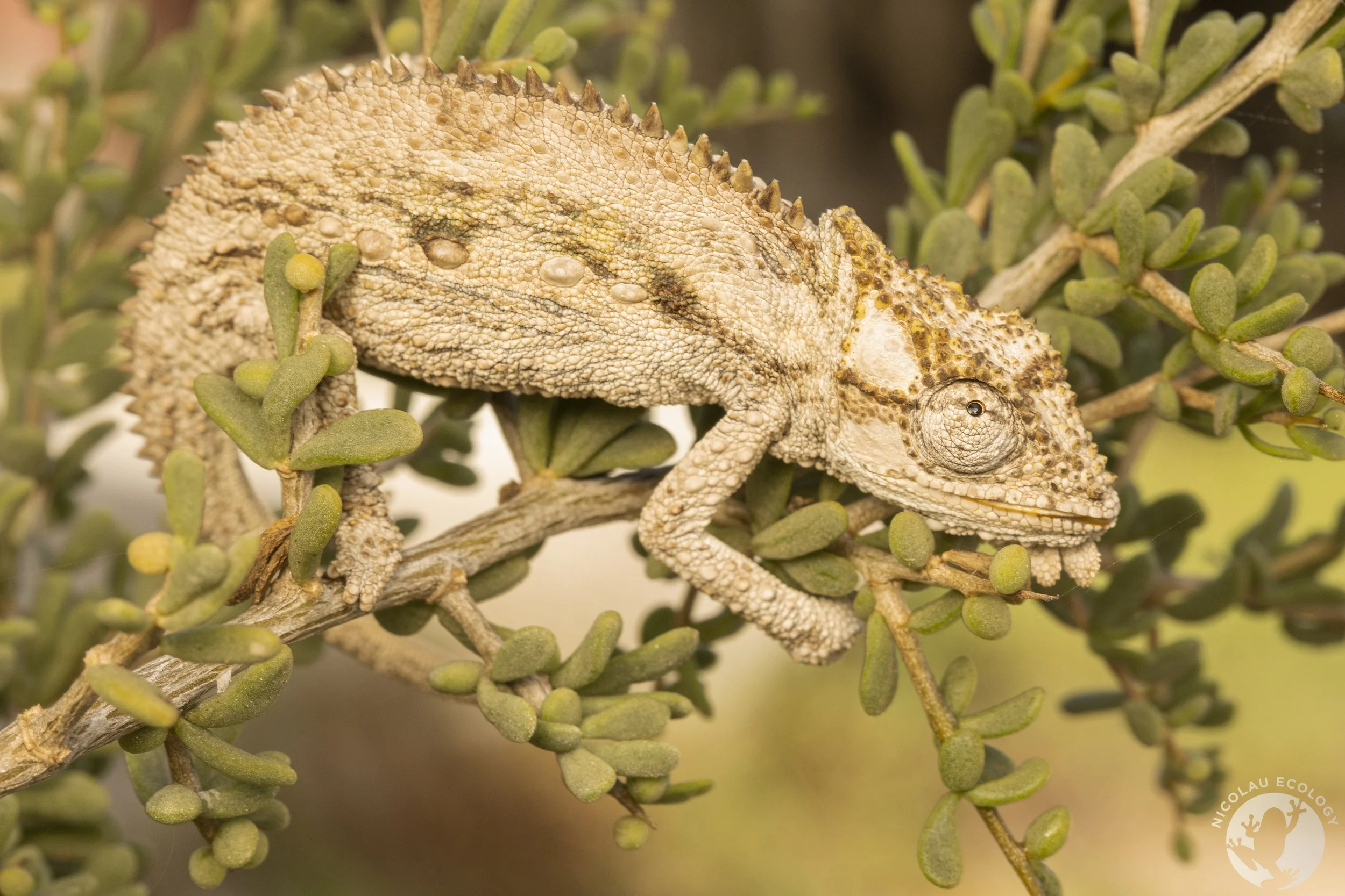 Bradypodion occidentale — NICOLAU ECOLOGY