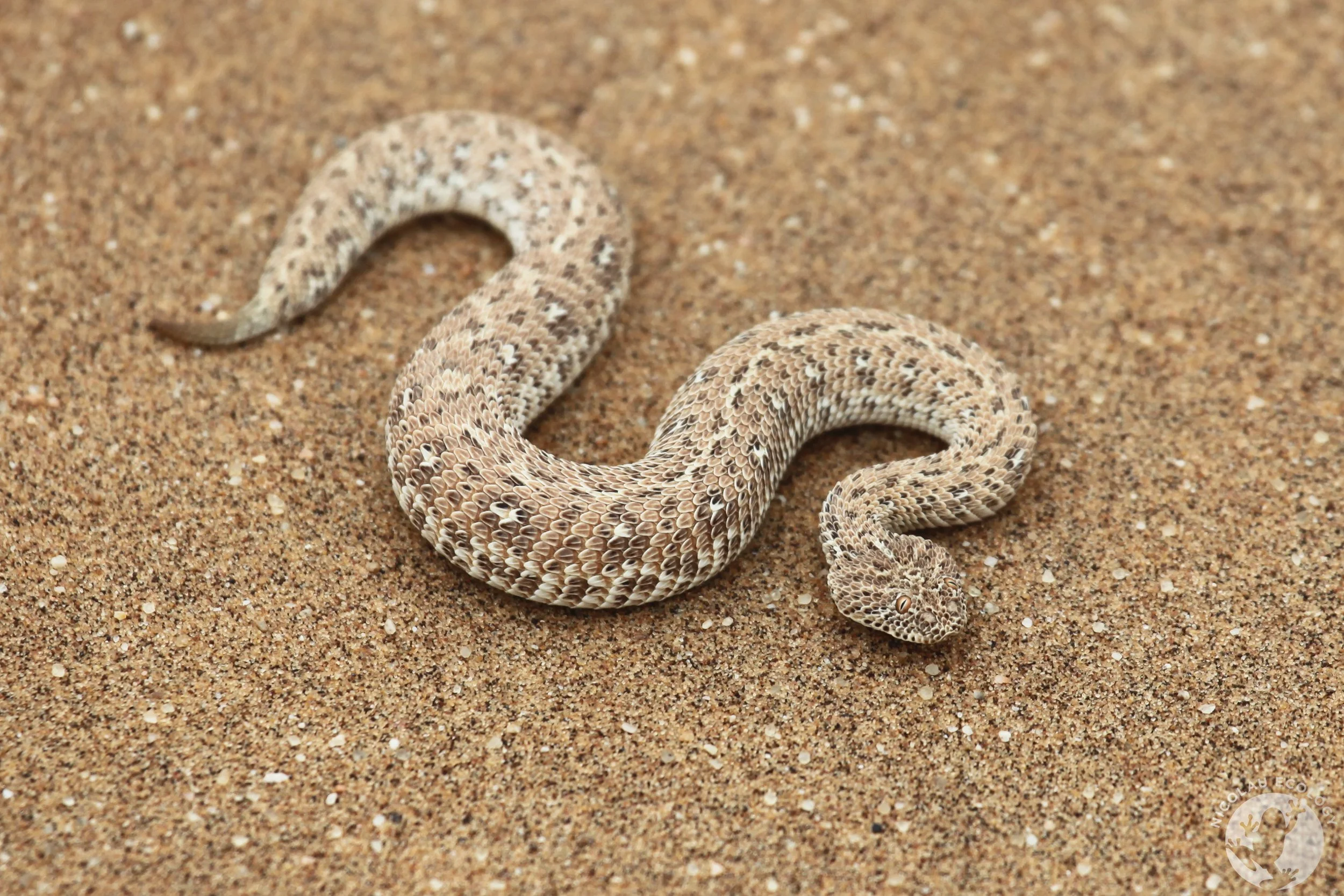 Bitis xeropaga — NICOLAU ECOLOGY