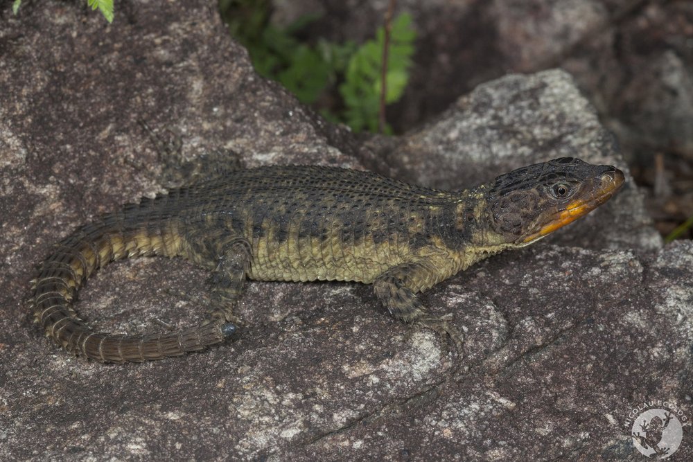 Smaug mossambicus - Mozambique Dragon Lizard — NICOLAU ECOLOGY