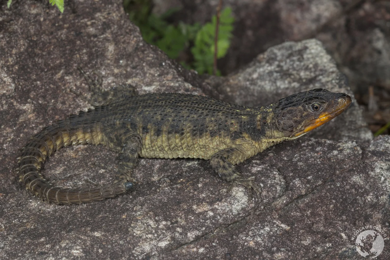 Smaug mossambicus - Mozambique Dragon Lizard — NICOLAU ECOLOGY