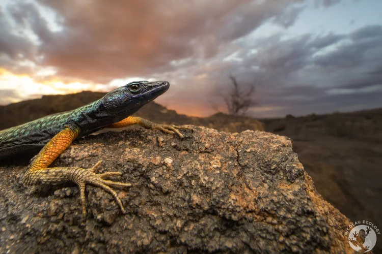 Platysaurus broadleyi - Augrabies Flat Lizard — NICOLAU ECOLOGY