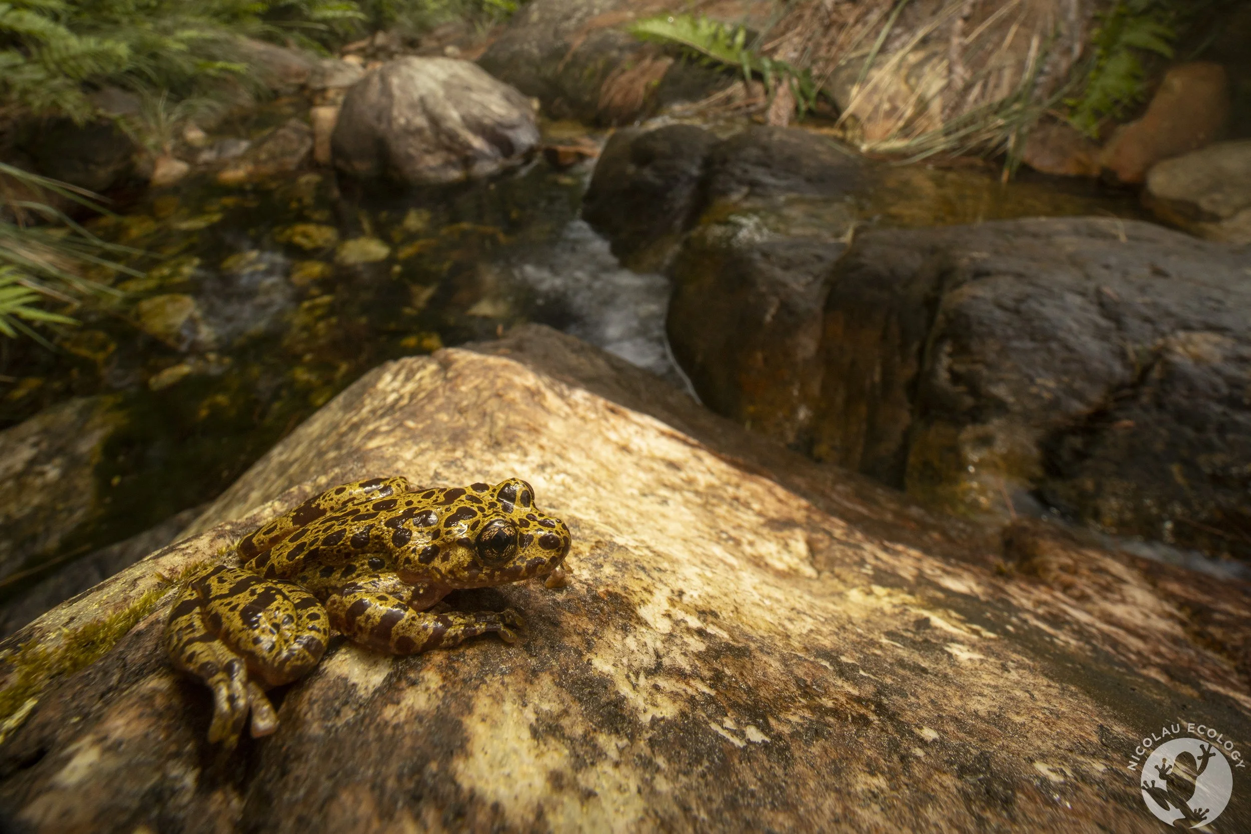 Heleophryne regis — NICOLAU ECOLOGY