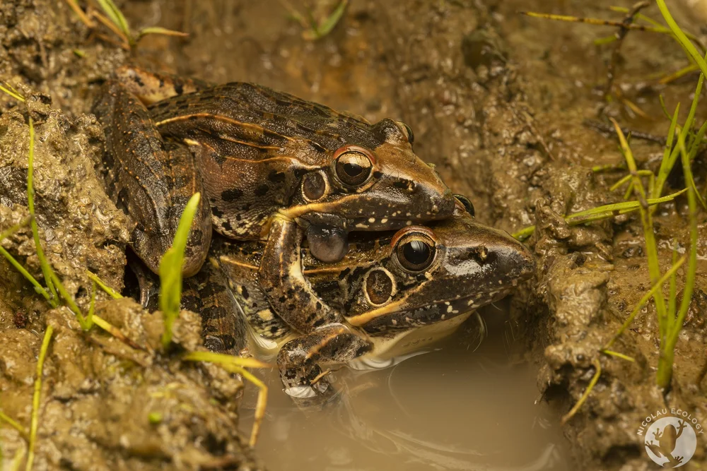 Ptychadena oxyrhynchus - Sharp-Nosed Grass Frog — NICOLAU ECOLOGY