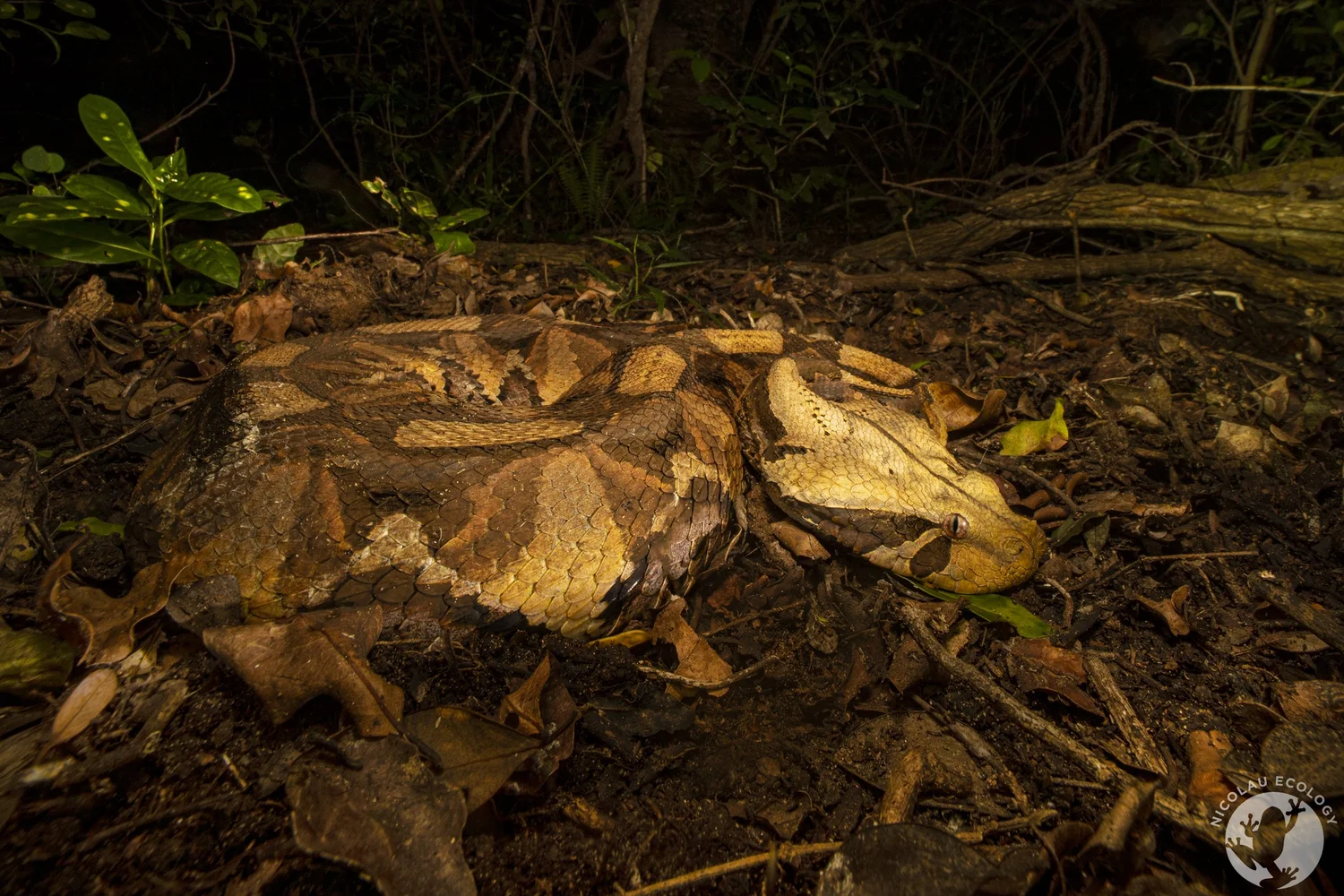 Bitis gabonica — NICOLAU ECOLOGY