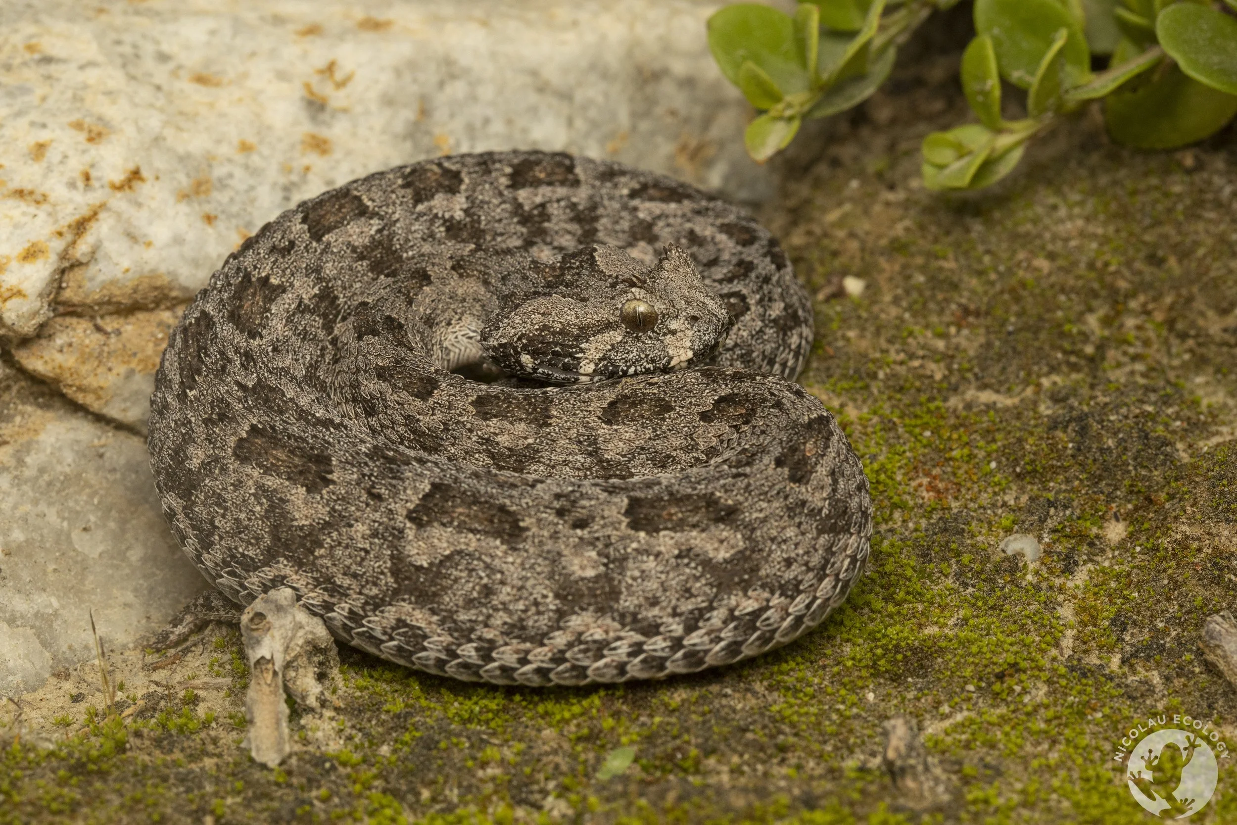 Bitis Armata NICOLAU ECOLOGY Bitis Armata NICOLAU ECOLOGY