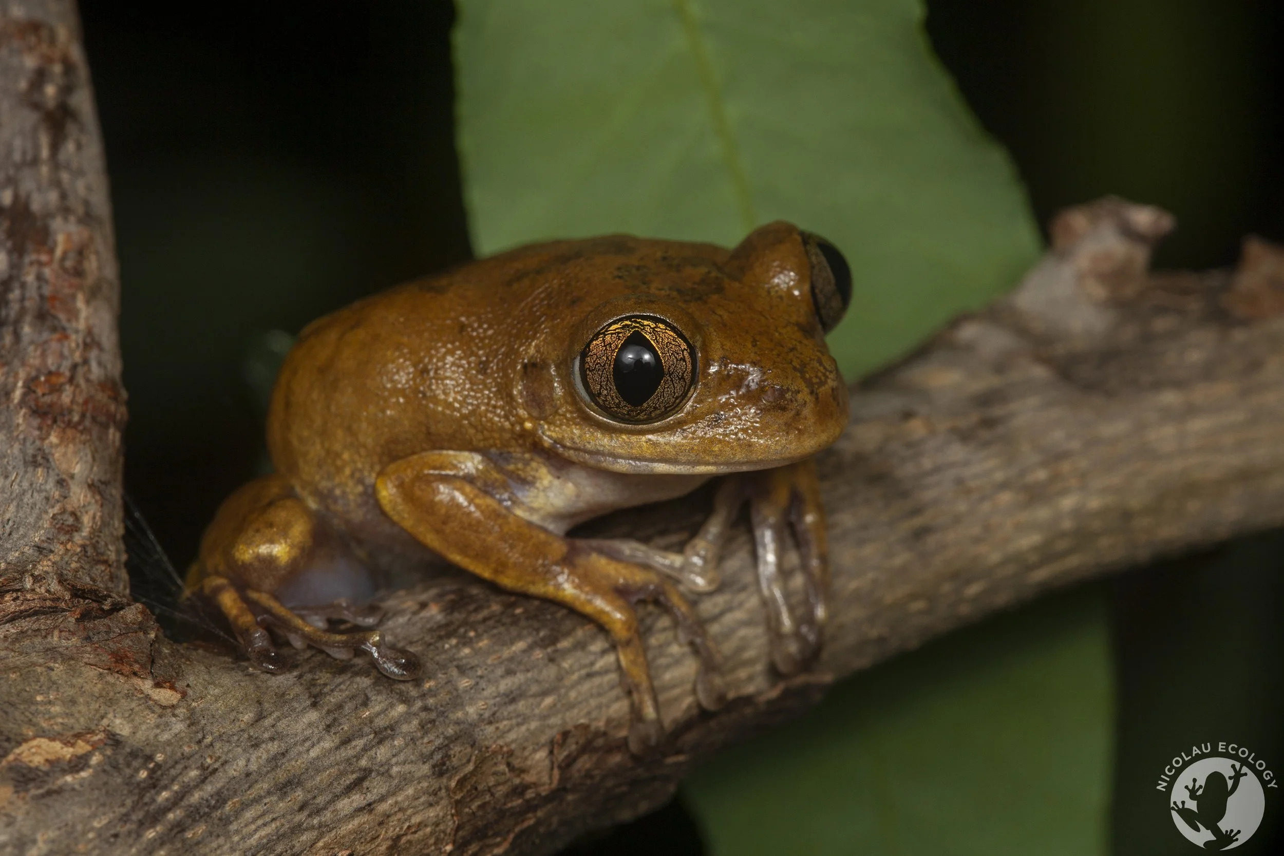Leptopelis broadleyi — NICOLAU ECOLOGY