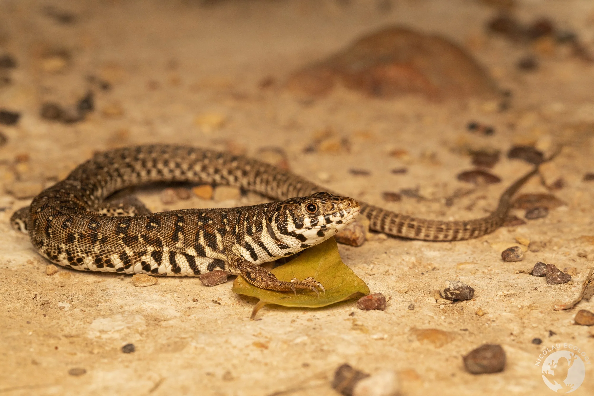 Nucras lalandii - Delalande’s Sandveld Lizard — NICOLAU ECOLOGY