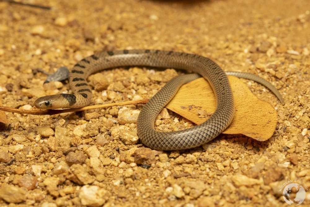 Snake Gallery: The world of African Snakes — NICOLAU ECOLOGY