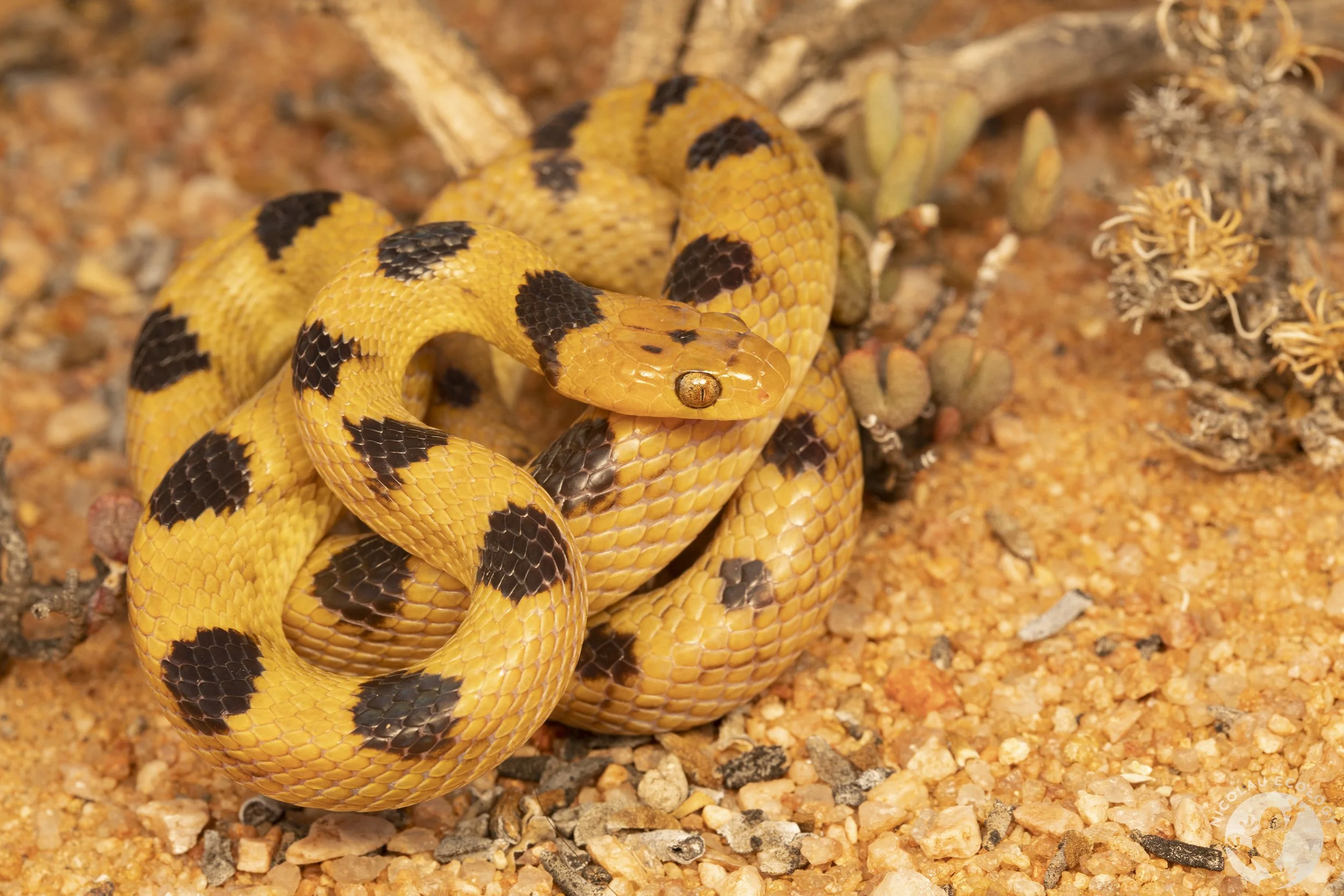 Bitis armata — NICOLAU ECOLOGY