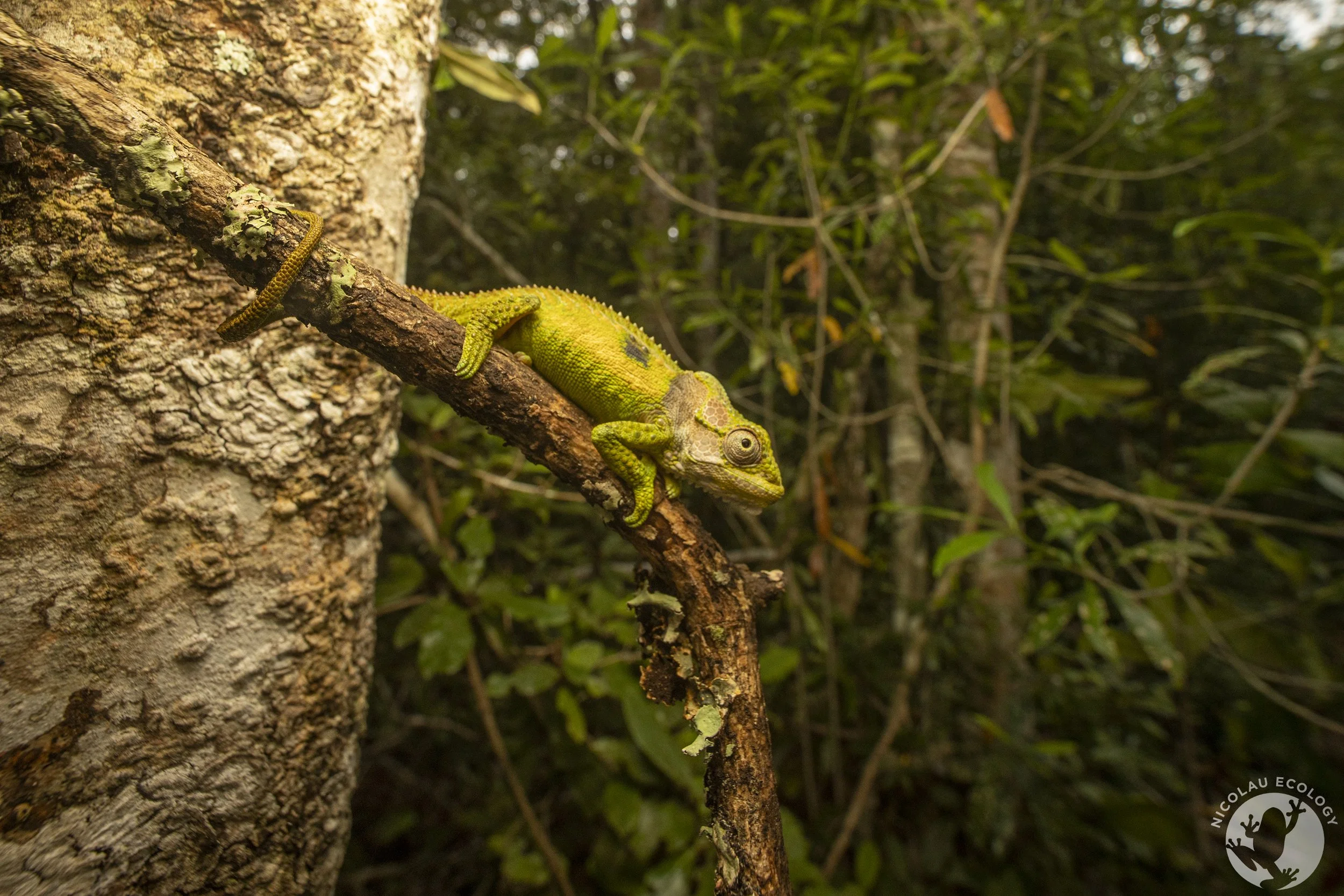Amphibian research: Part 1 - Eastern Cape — NICOLAU ECOLOGY