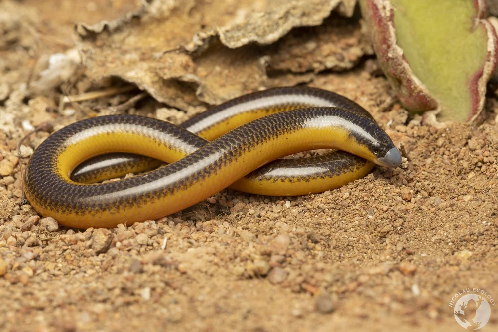 Phylogenetics and Diversification of Acontinae — NICOLAU ECOLOGY