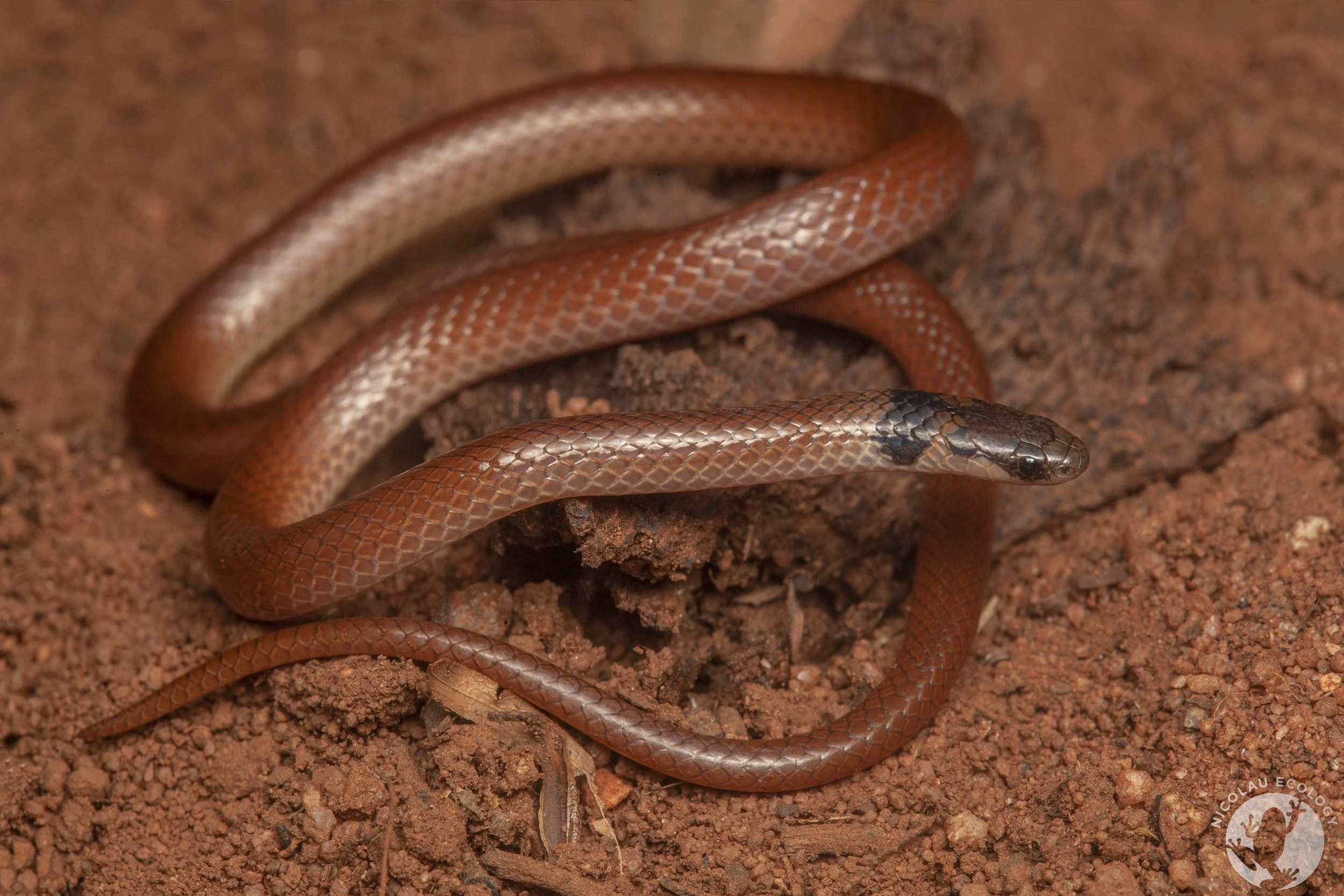 Aparallactus capensis - Black-headed Centipede-eater — NICOLAU ECOLOGY