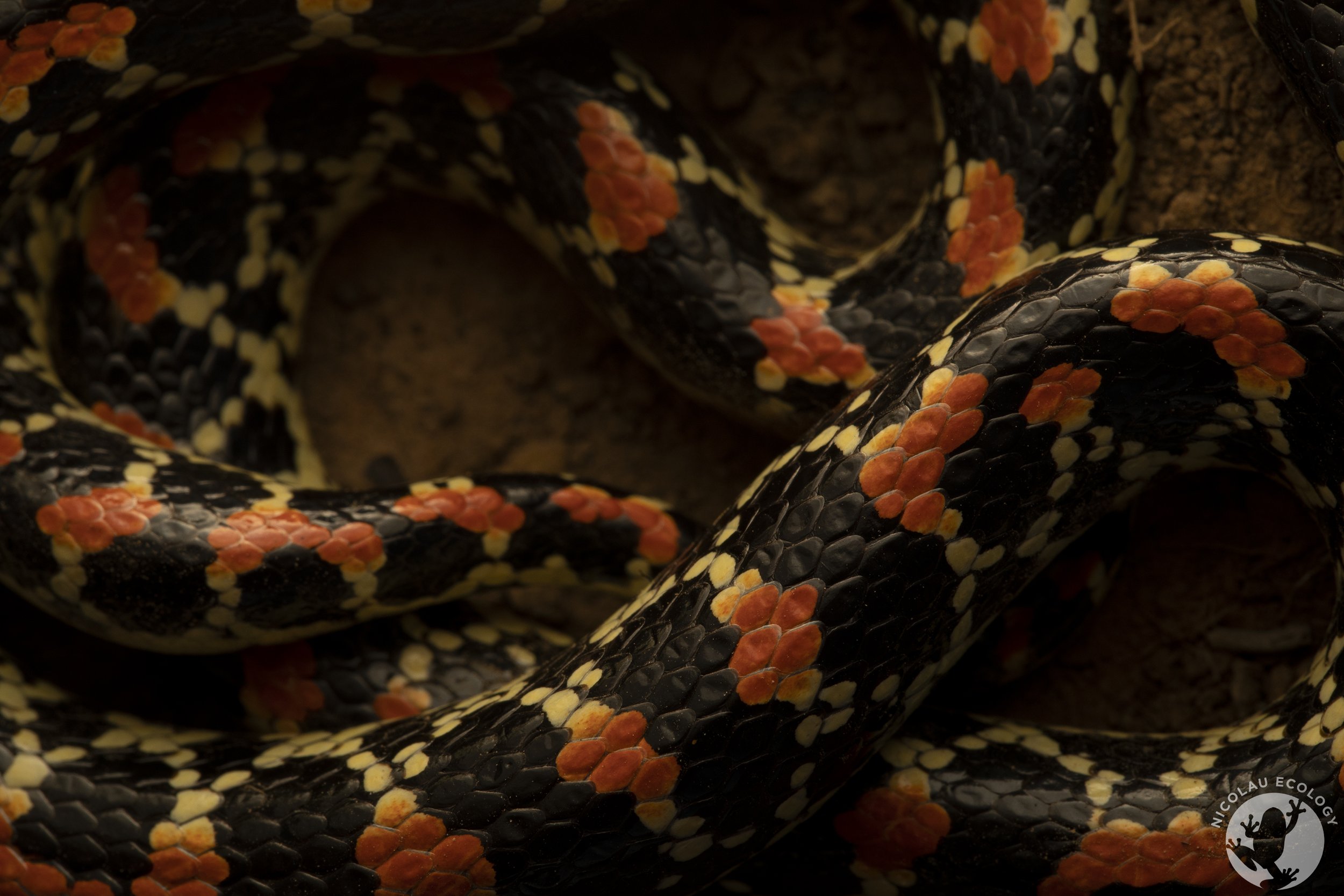 Homoroselaps lacteus — NICOLAU ECOLOGY