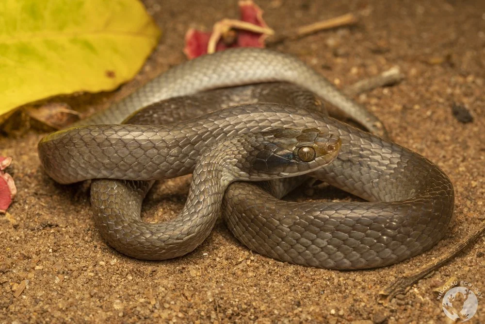Snake Gallery: The world of African Snakes — NICOLAU ECOLOGY