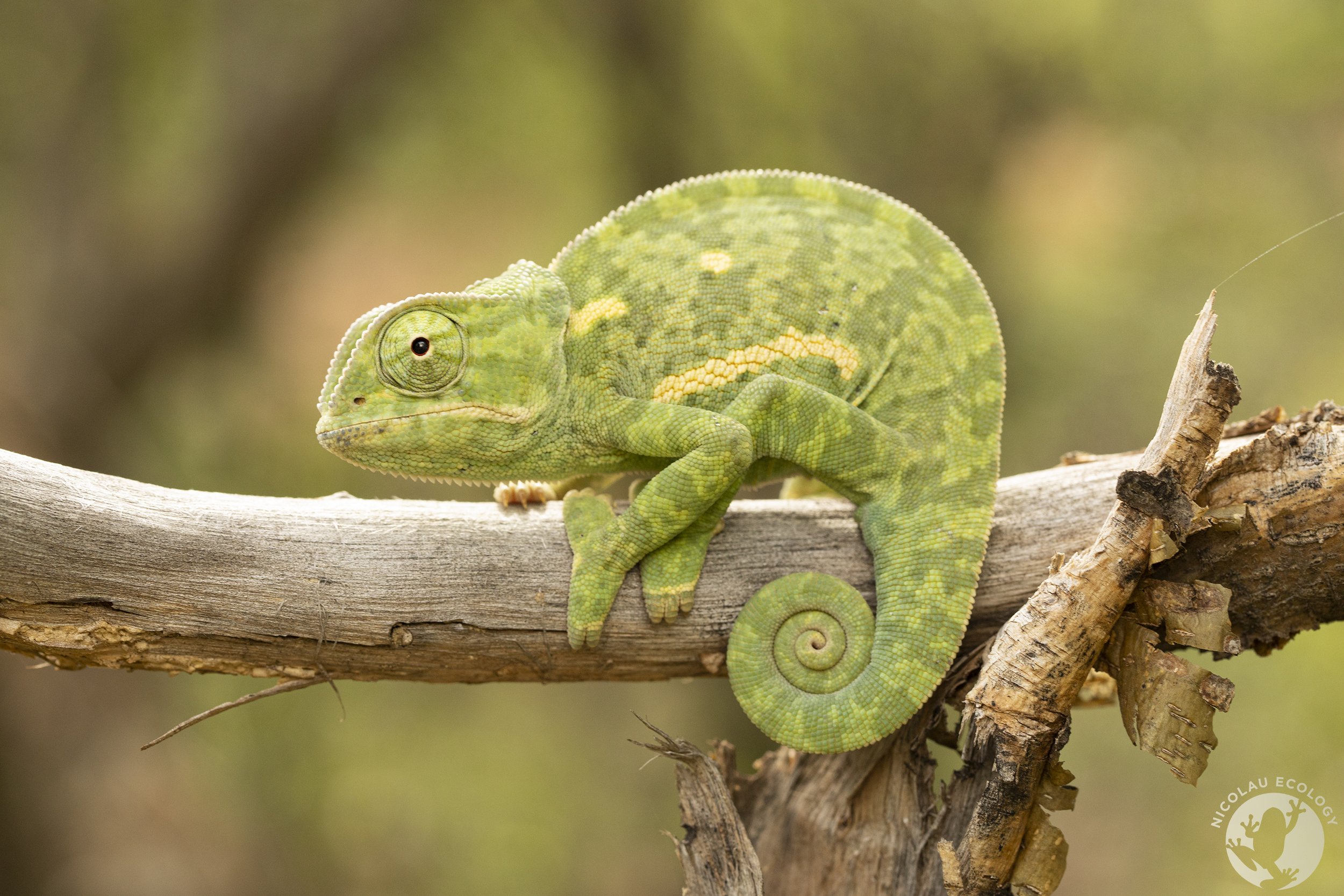 Chamaeleo dilepis - Common Flap-necked Chameleon — NICOLAU ECOLOGY