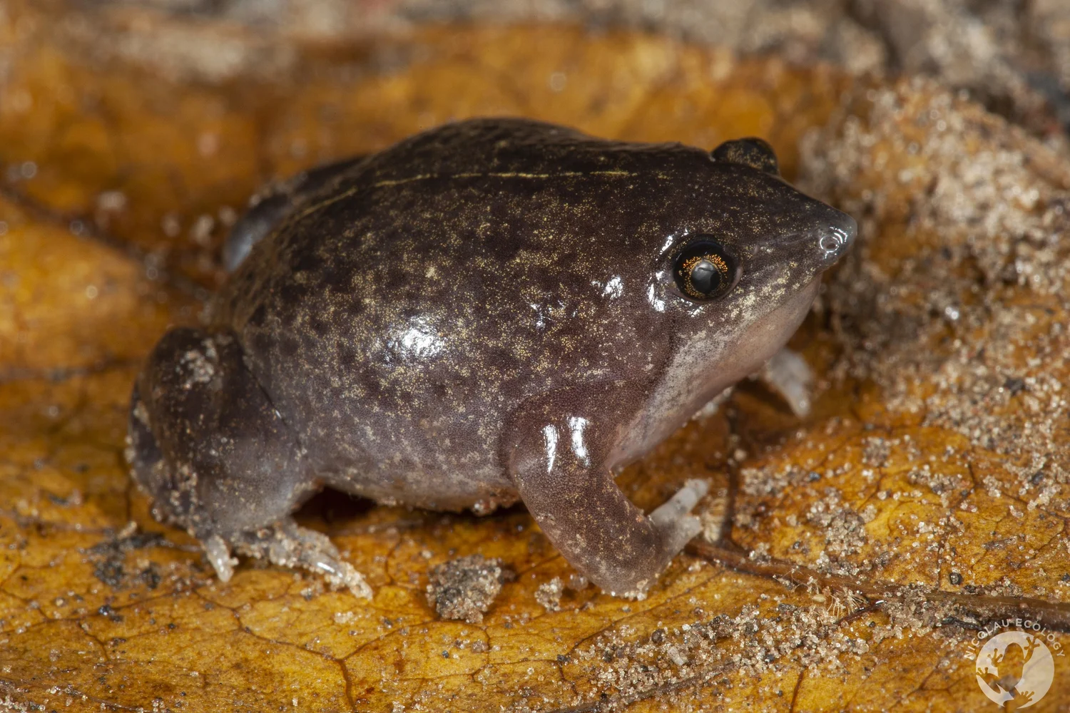 Hemisus marmoratus — NICOLAU ECOLOGY