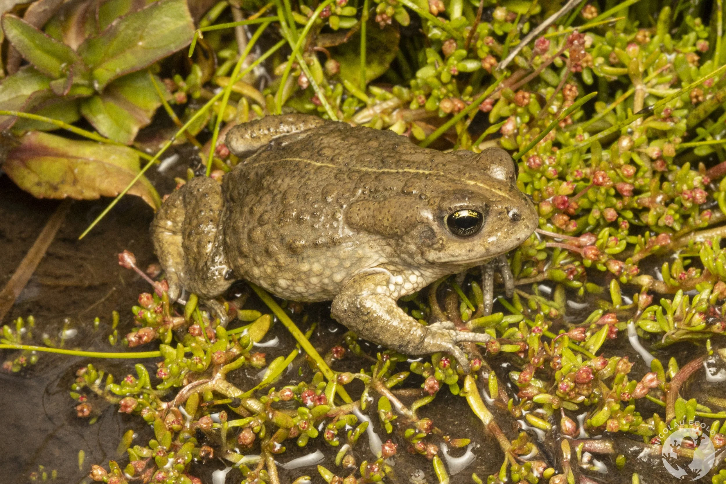 Vandijkophrynus amatolicus — NICOLAU ECOLOGY