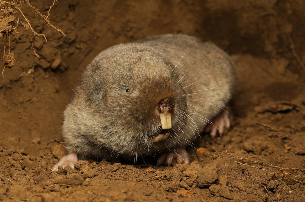 Cryptomys hottentotus - Common Mole-rat — NICOLAU ECOLOGY
