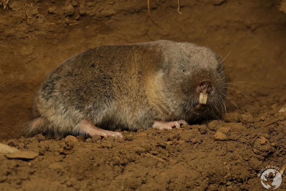 Cryptomys hottentotus - Common Mole-rat — NICOLAU ECOLOGY