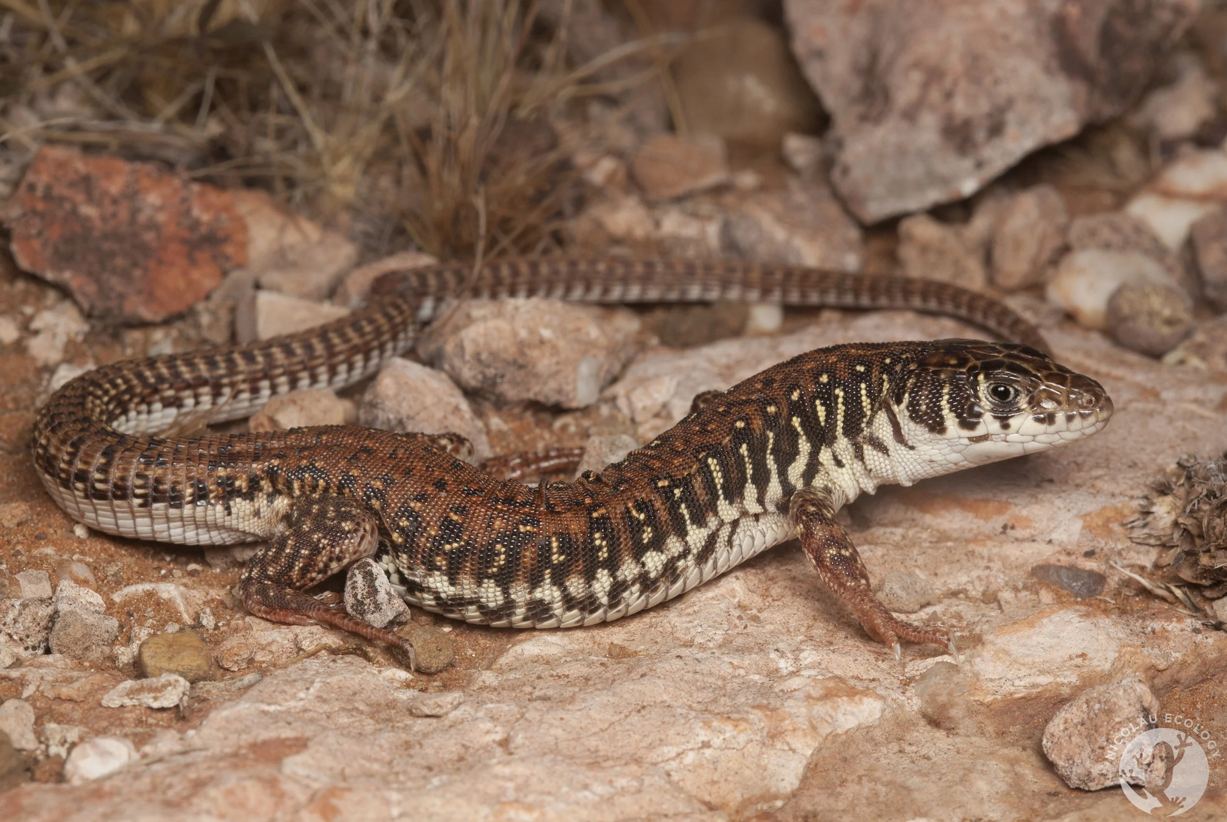 Nucras intertexta - Spotted Sandveld Lizard — NICOLAU ECOLOGY