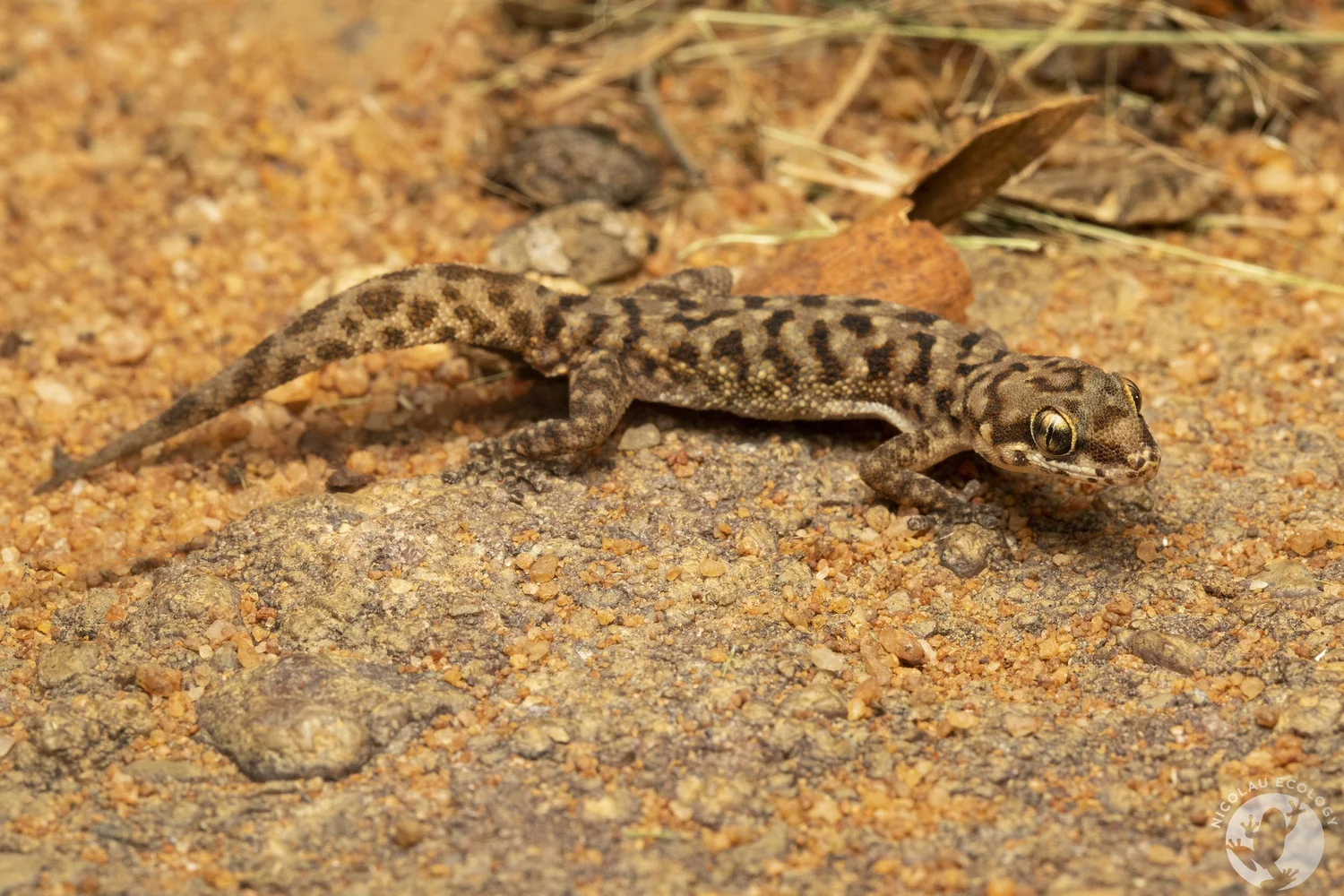 Pachydactylus affinis - Transvaal Gecko — NICOLAU ECOLOGY