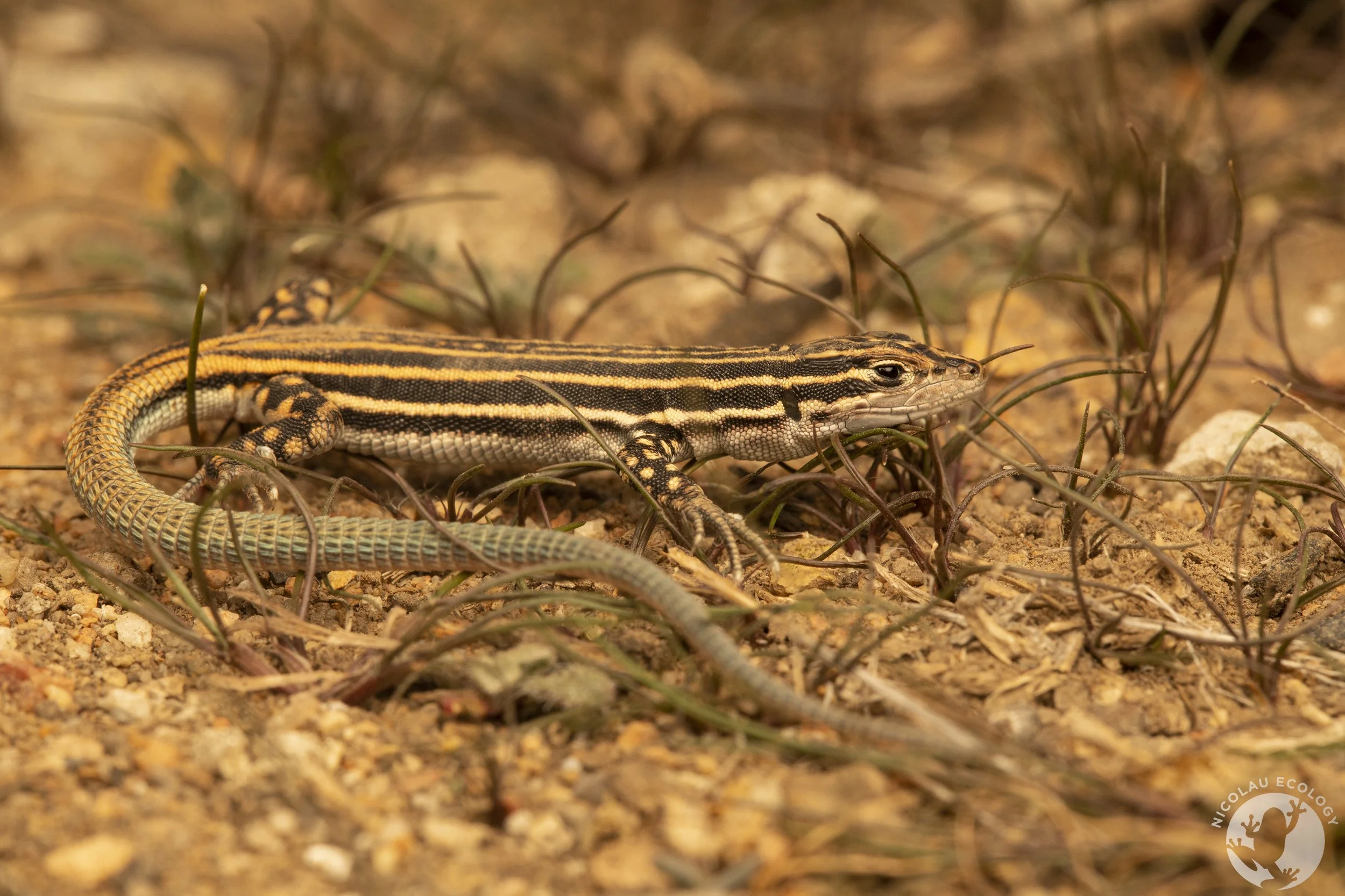 Pedioplanis burchelli - Burchell's Sand Lizard — NICOLAU ECOLOGY