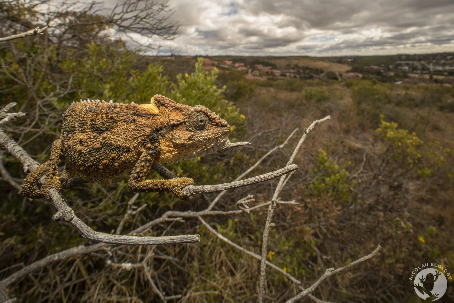 Bradypodion ventrale - Eastern Cape Dwarf Chameleon — NICOLAU ECOLOGY