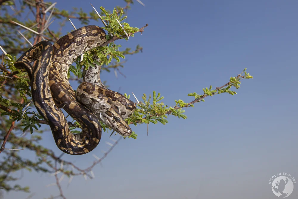 Python natalensis — NICOLAU ECOLOGY